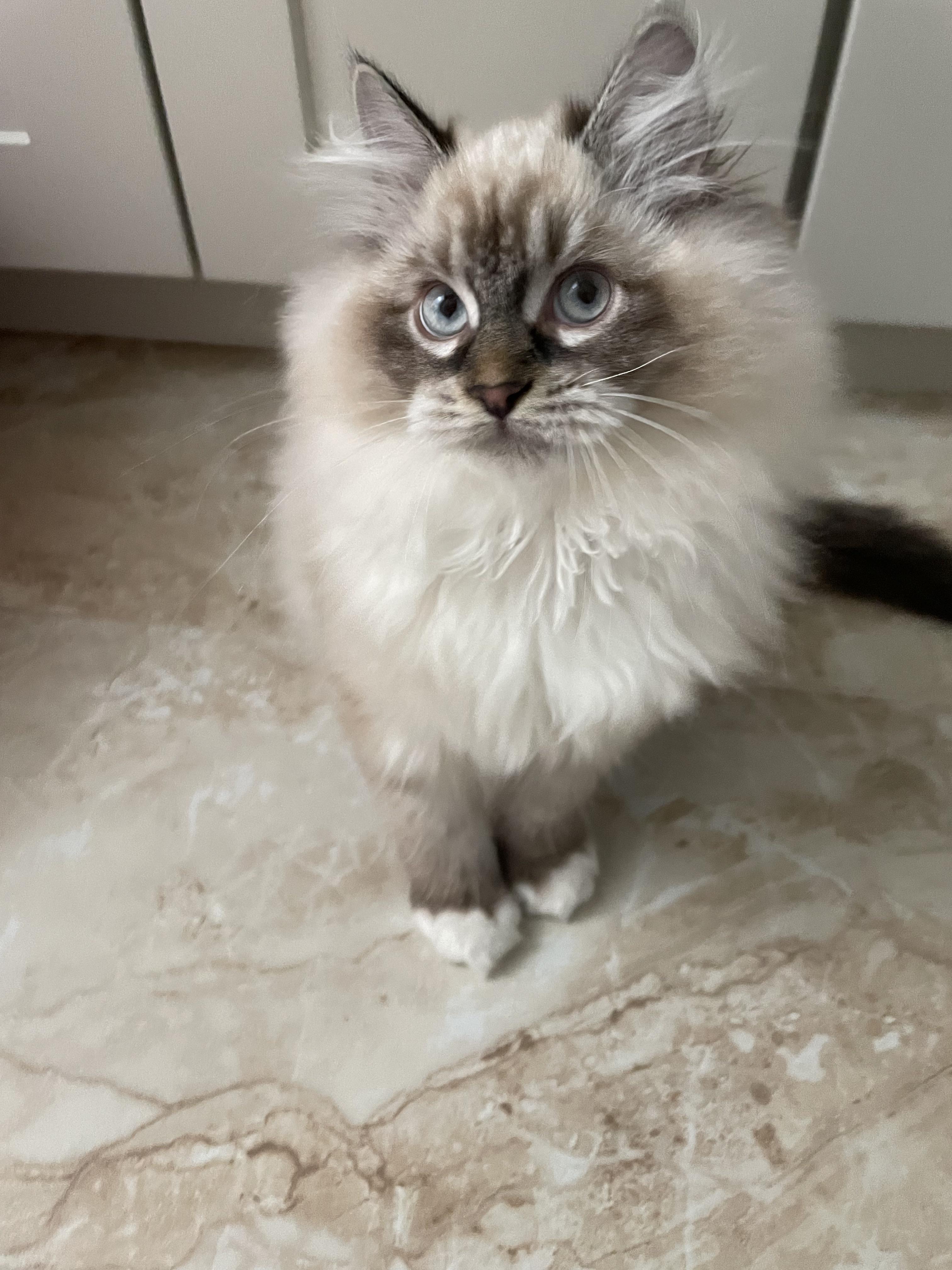 Mochi is home! | Scrolller