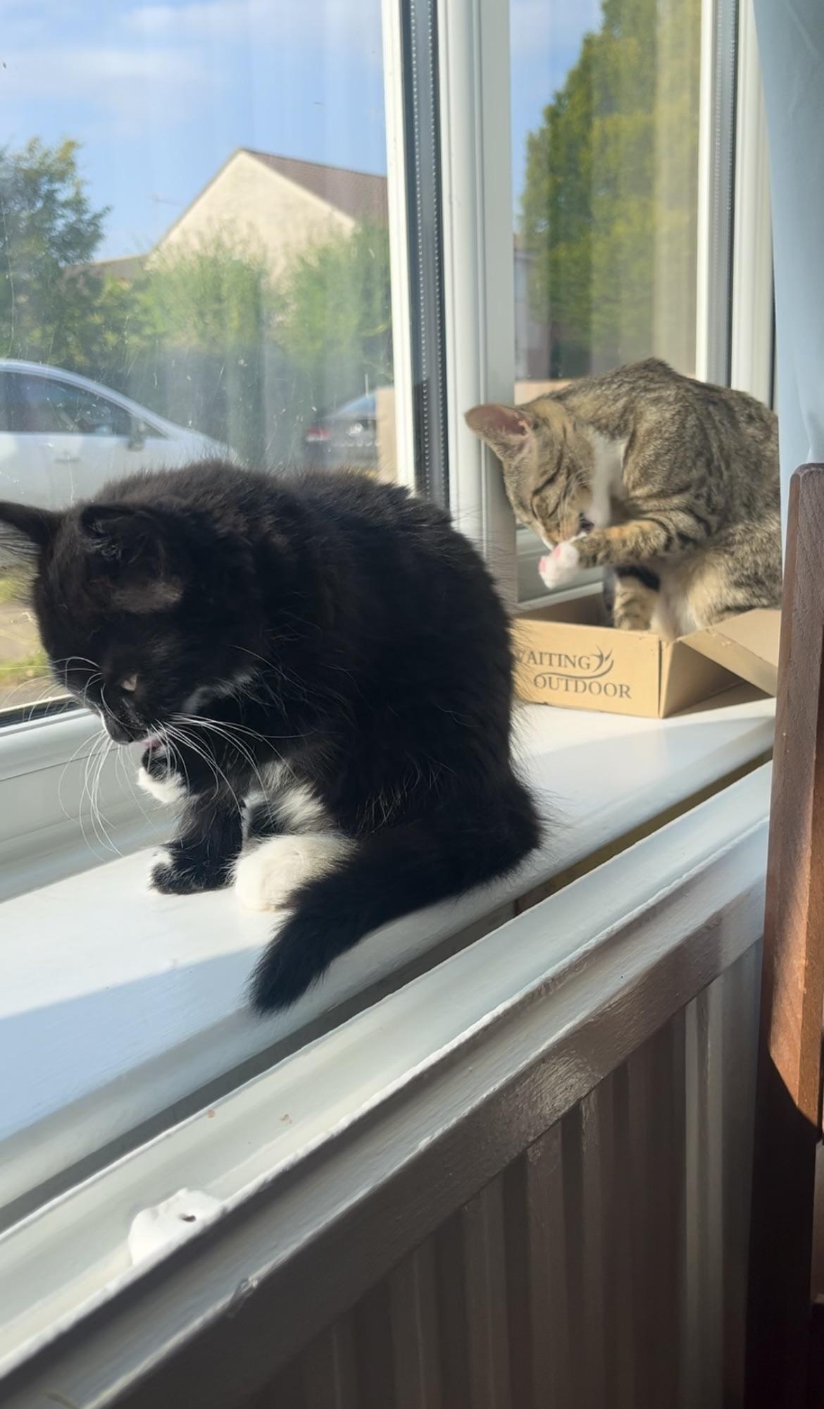 Update: Princess has a new friend, meet Blob! | Scrolller