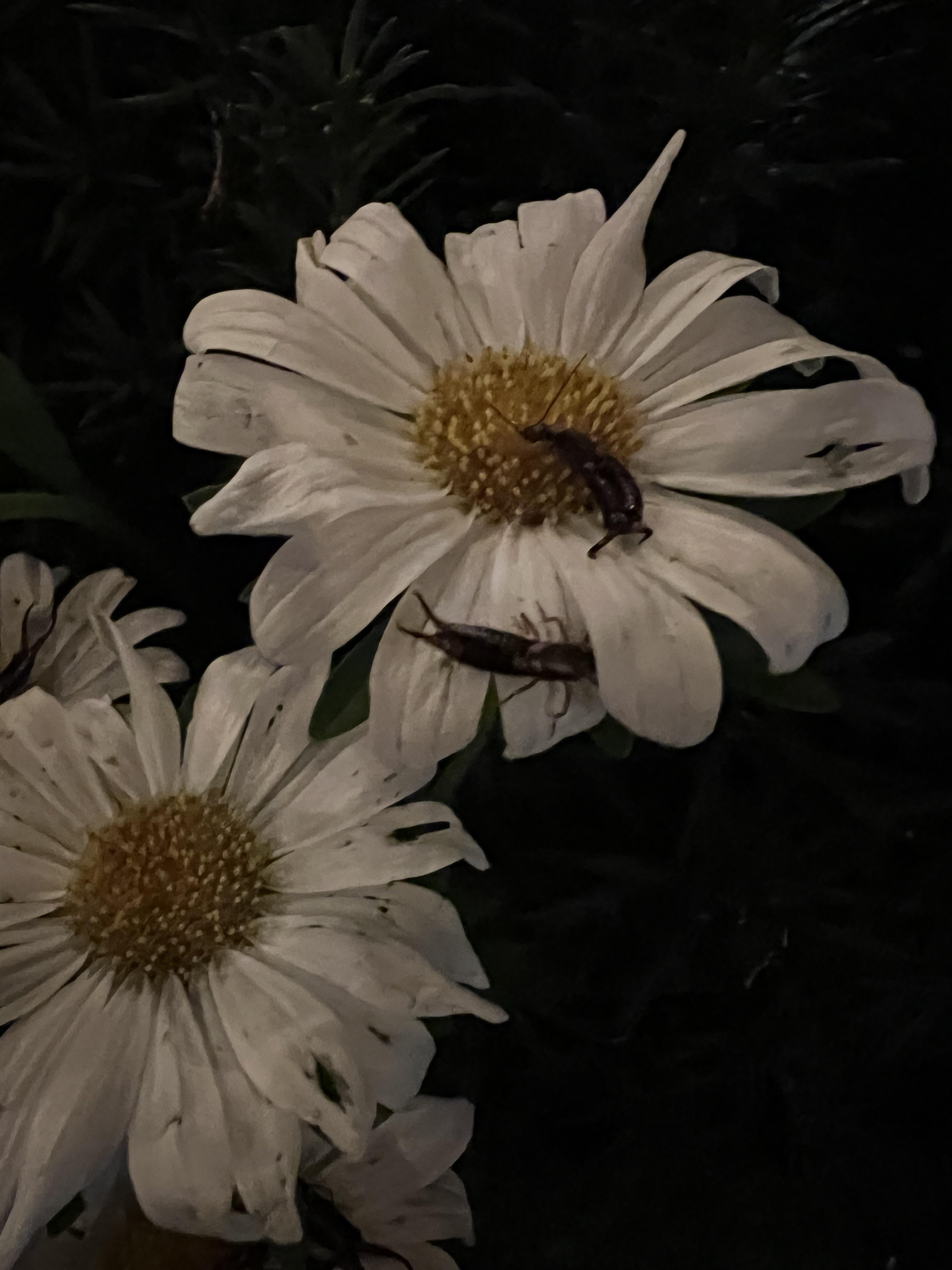 Who is invading my wildflowers? | Scrolller