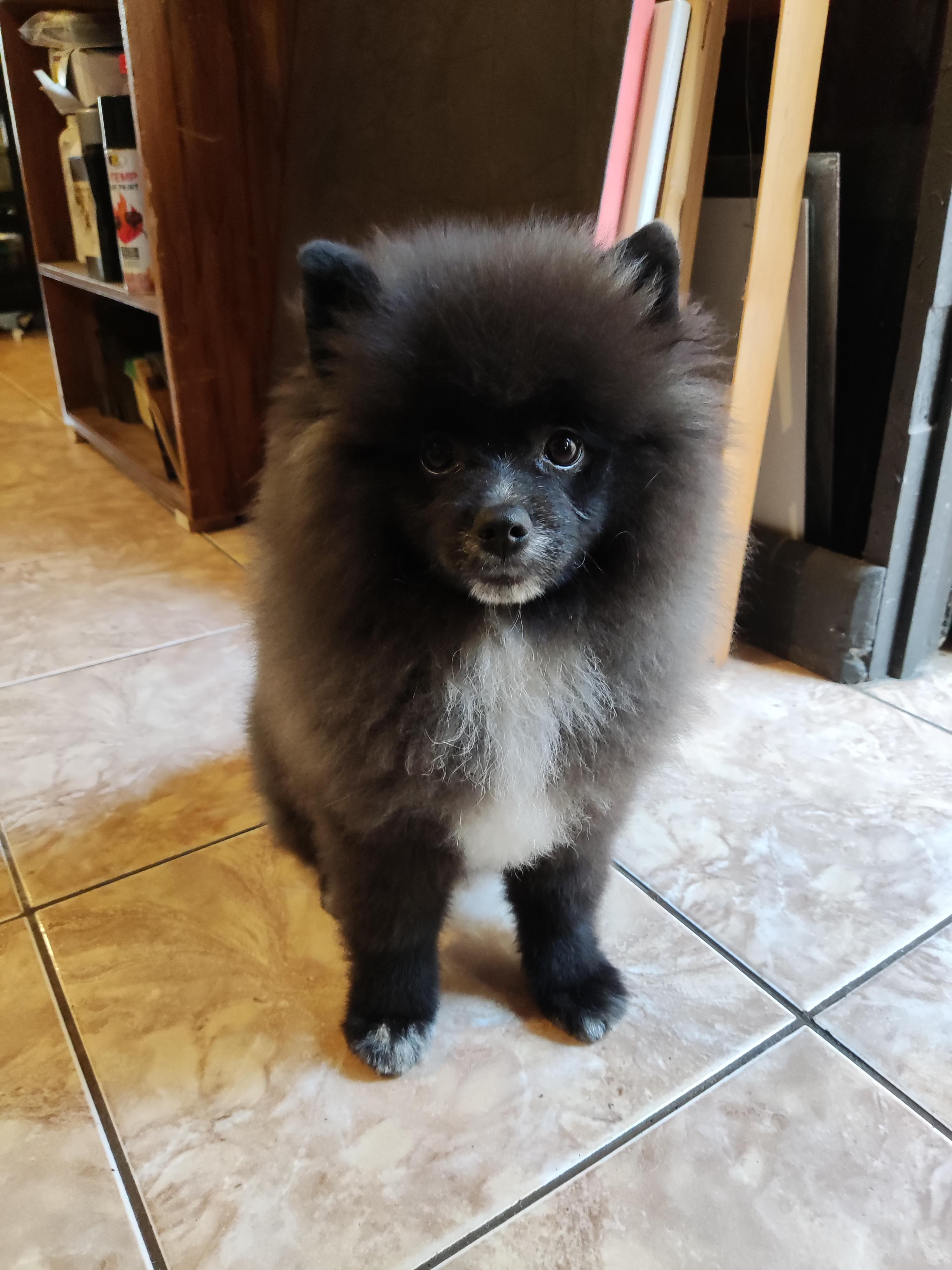 Hiro after his first ever grooming session | Scrolller