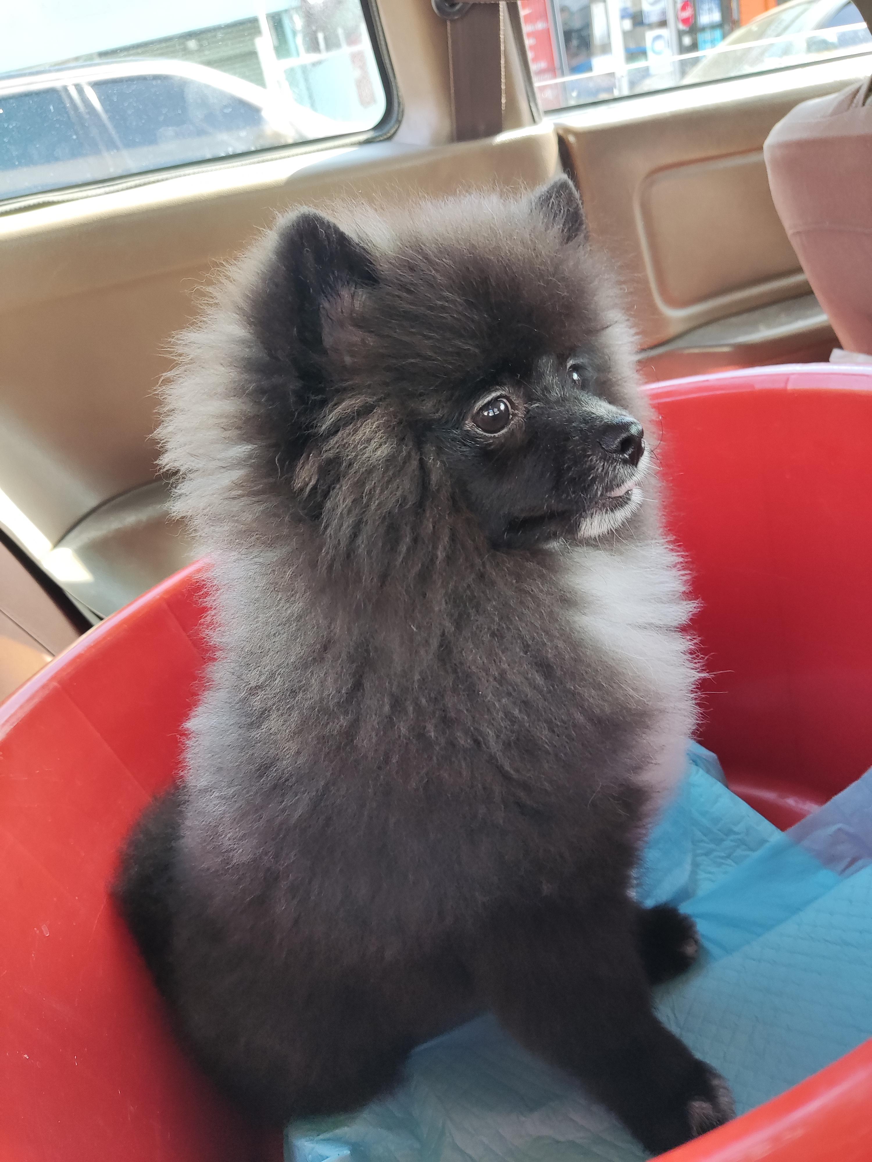 Hiro after his first ever grooming session | Scrolller