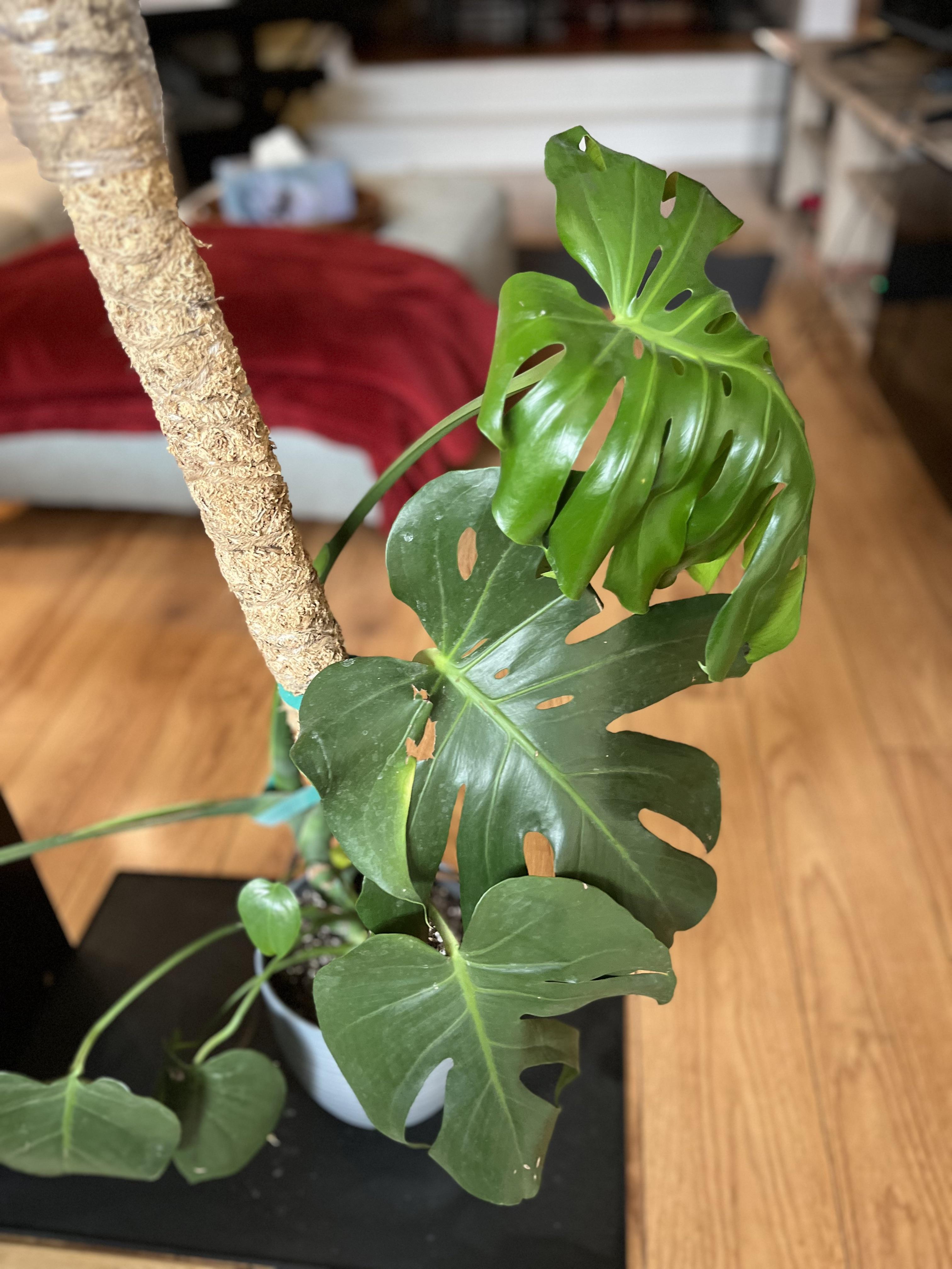 Is there a reason why my monstera leaf doesn’t rise up | Scrolller