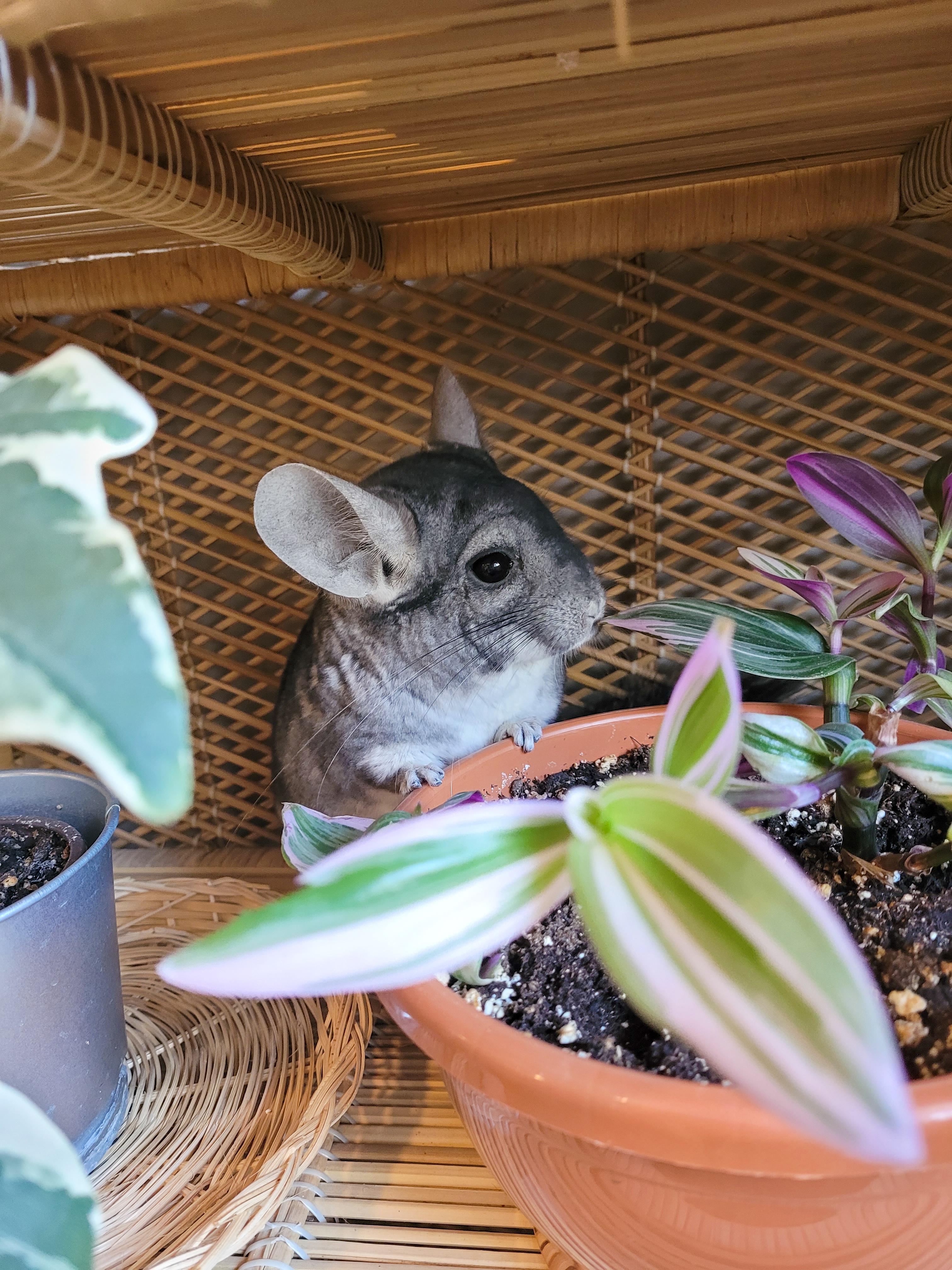 Did a little (safe and strictly supervised) photoshoot with Maui and Jeffrey🥰 | Scrolller