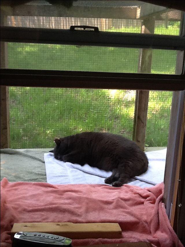 Kitty Porch | Scrolller