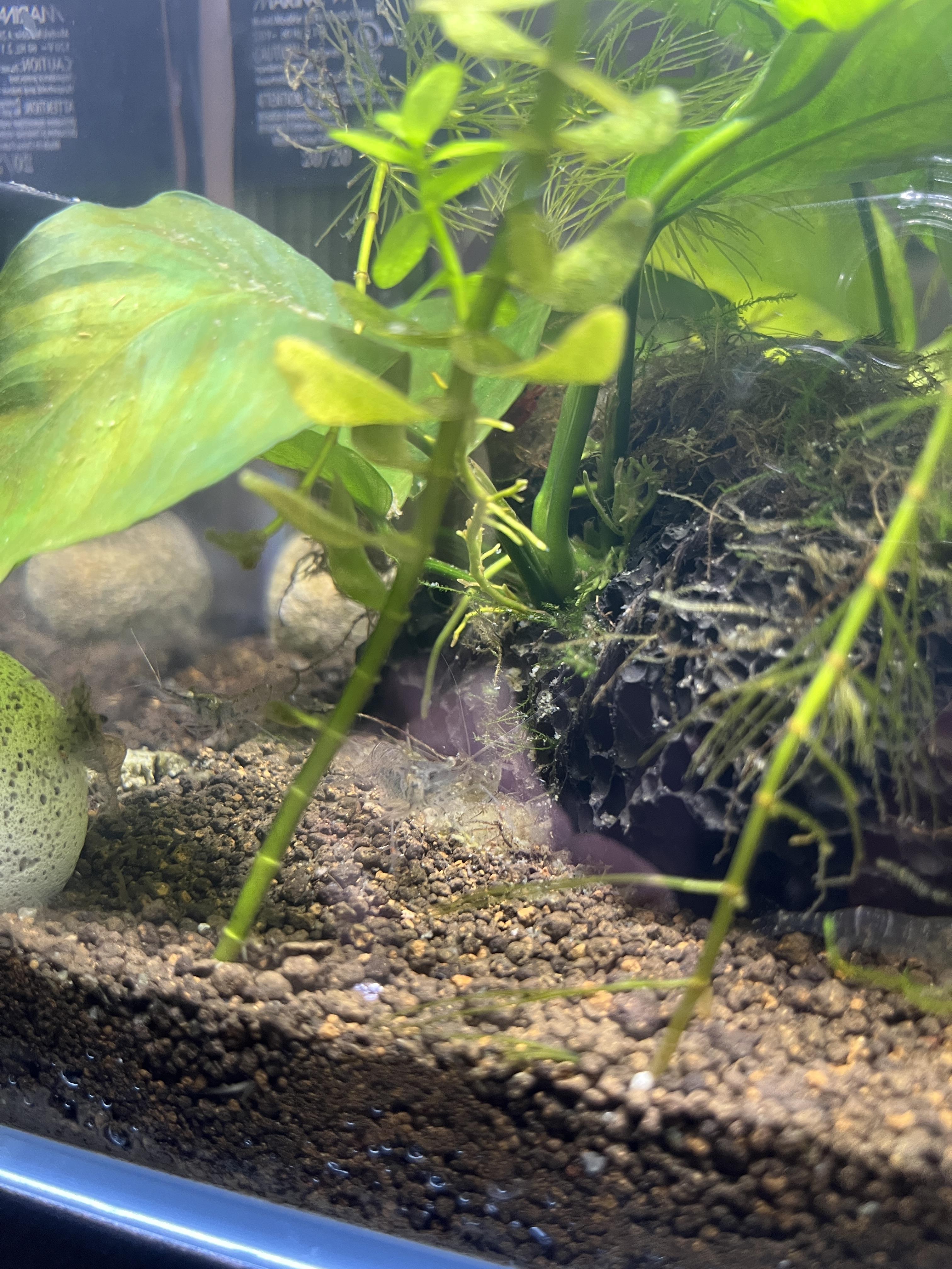 Shrimp Identification | Scrolller