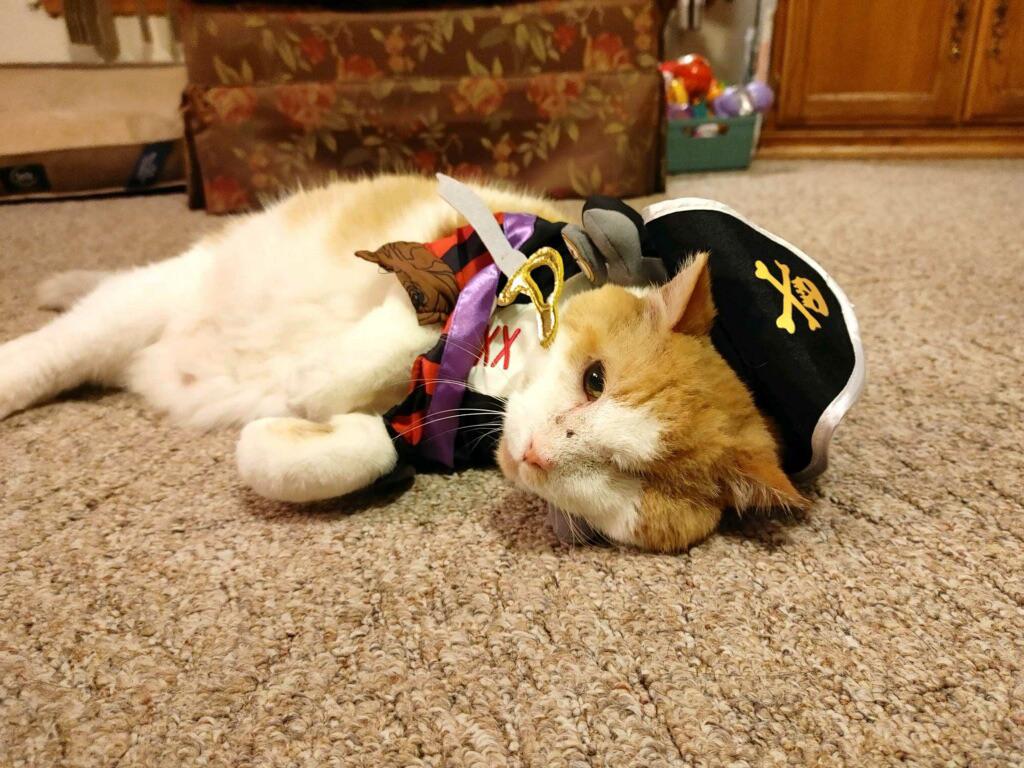 Avast, me kitties… | Scrolller