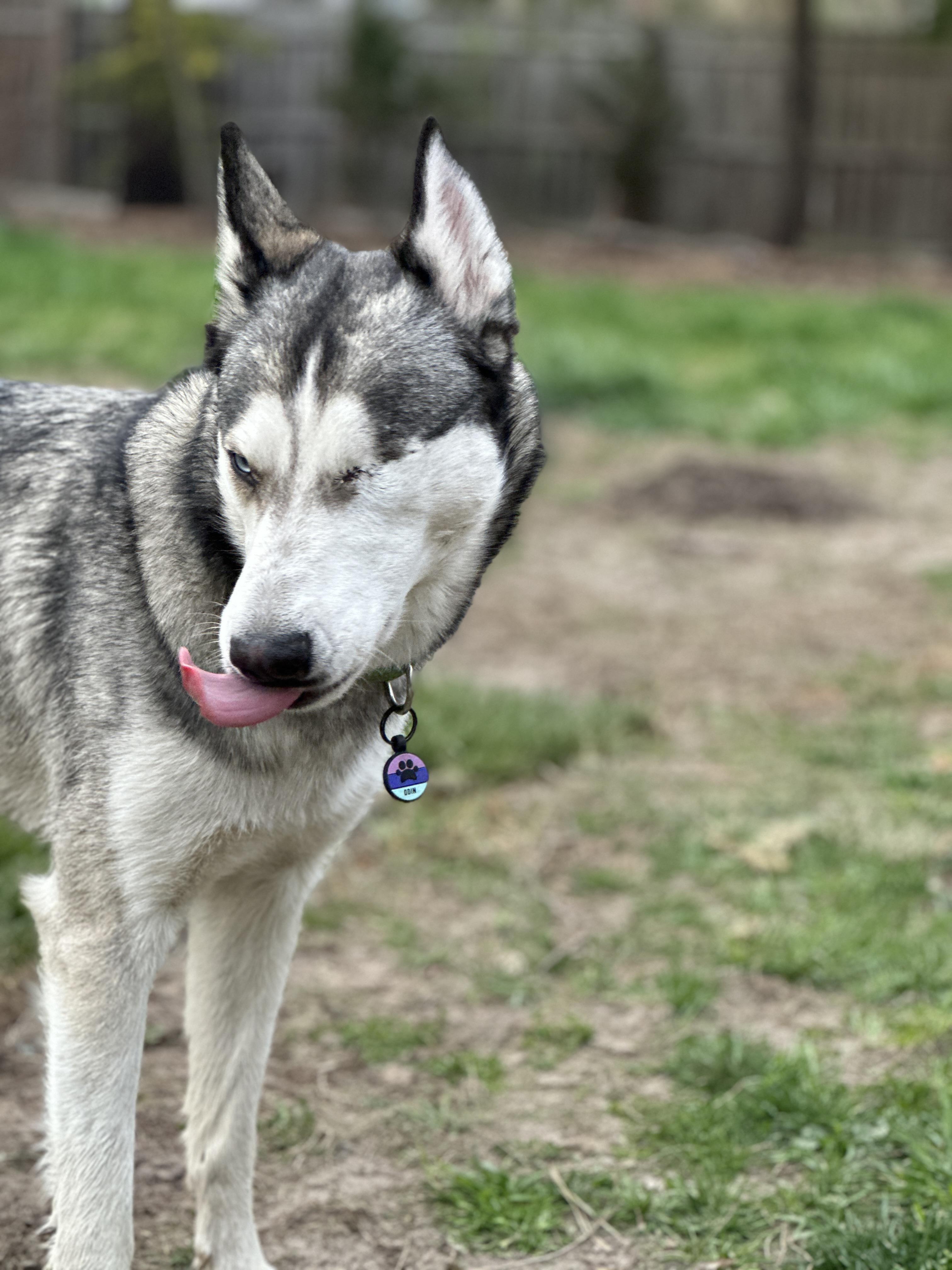 Odin the all seeing | Scrolller