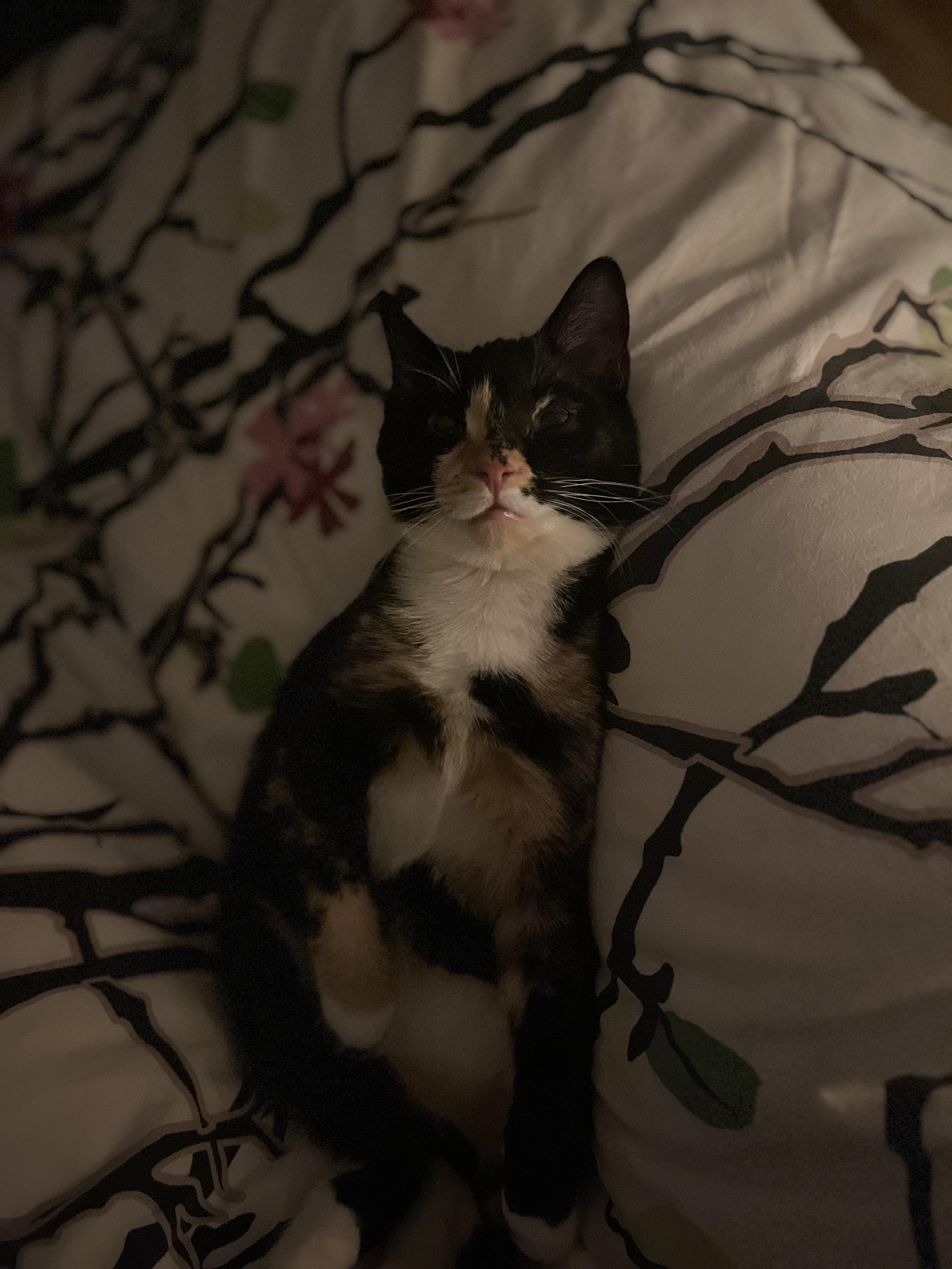 Different phases of sleepy | Scrolller