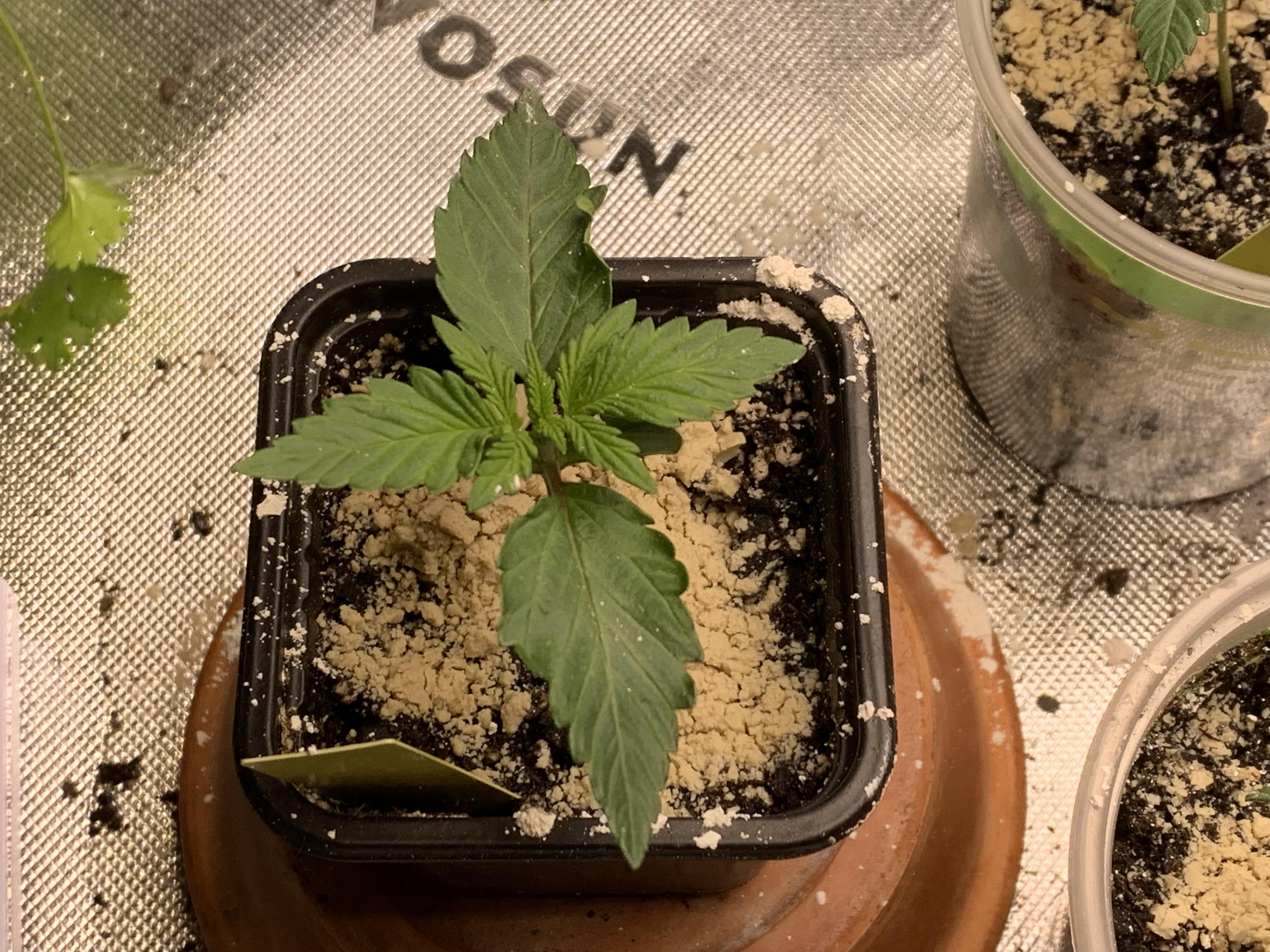 I noticed a possible infestation and other new concerns today | Scrolller