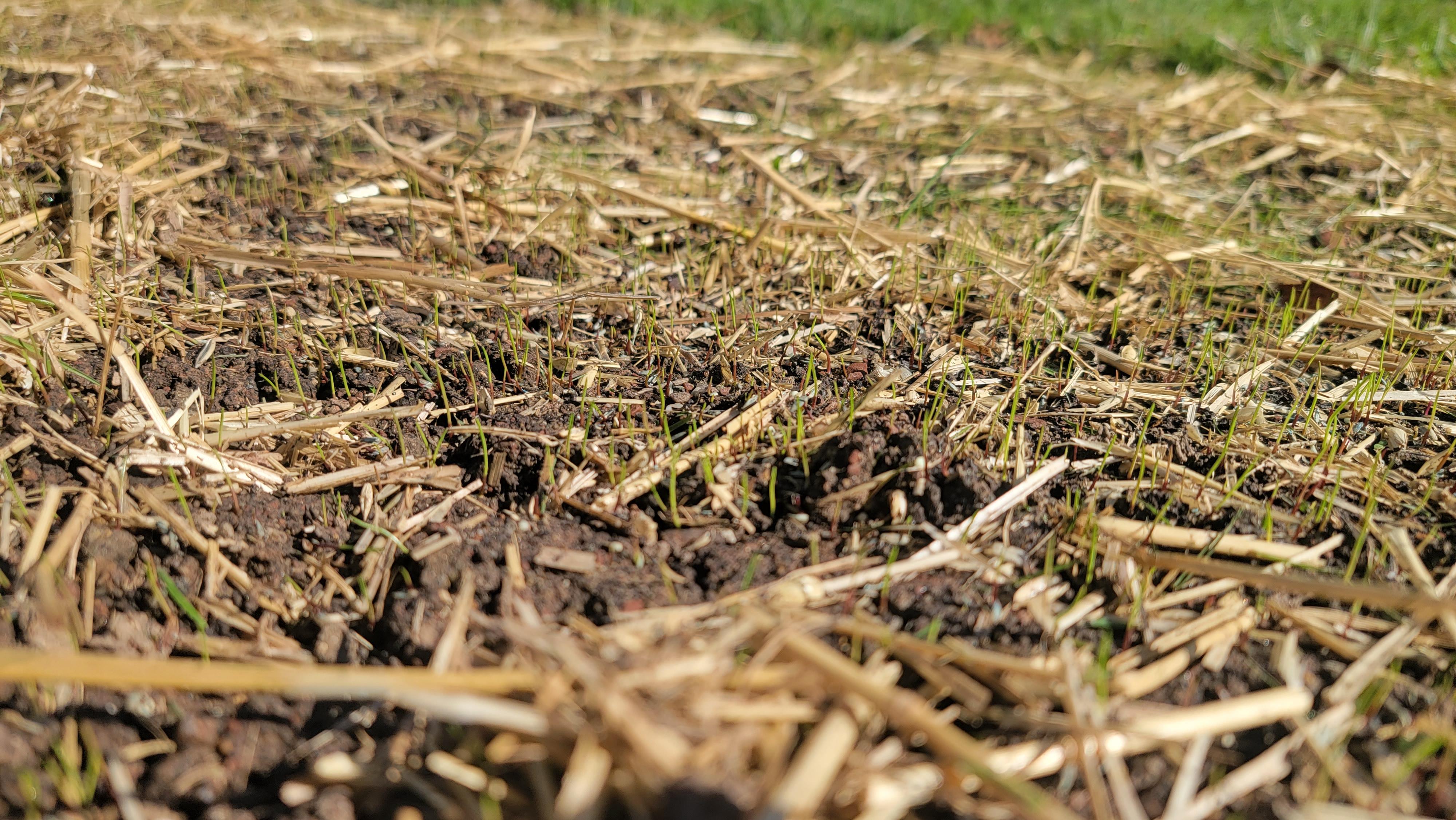 Germination! Finally... | Scrolller