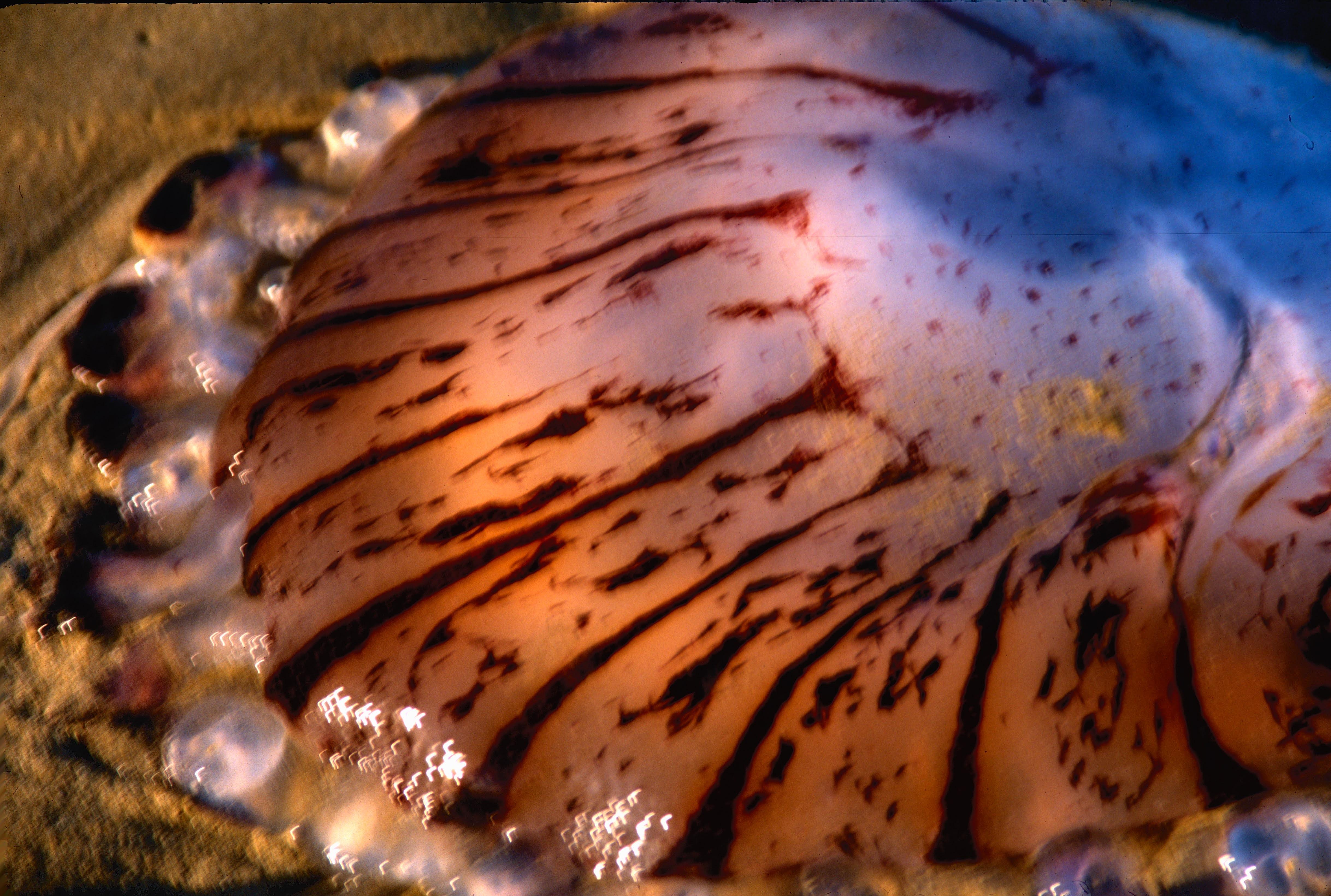 California Coast, circa 2001. | Scrolller