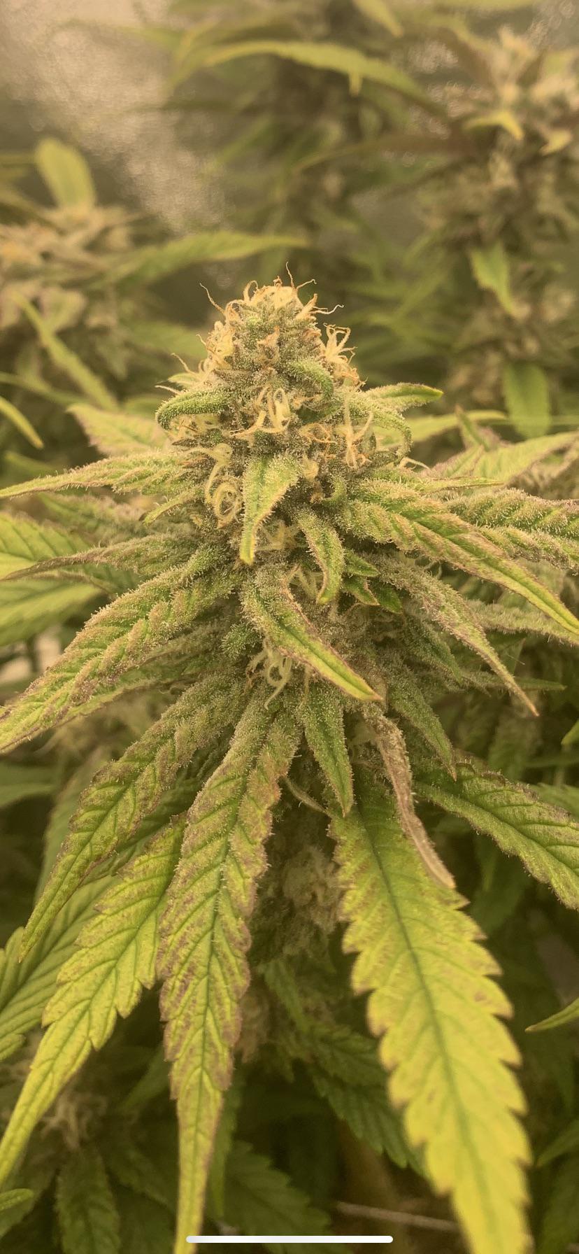 Third grow is almost wrapped up, how do they look? | Scrolller