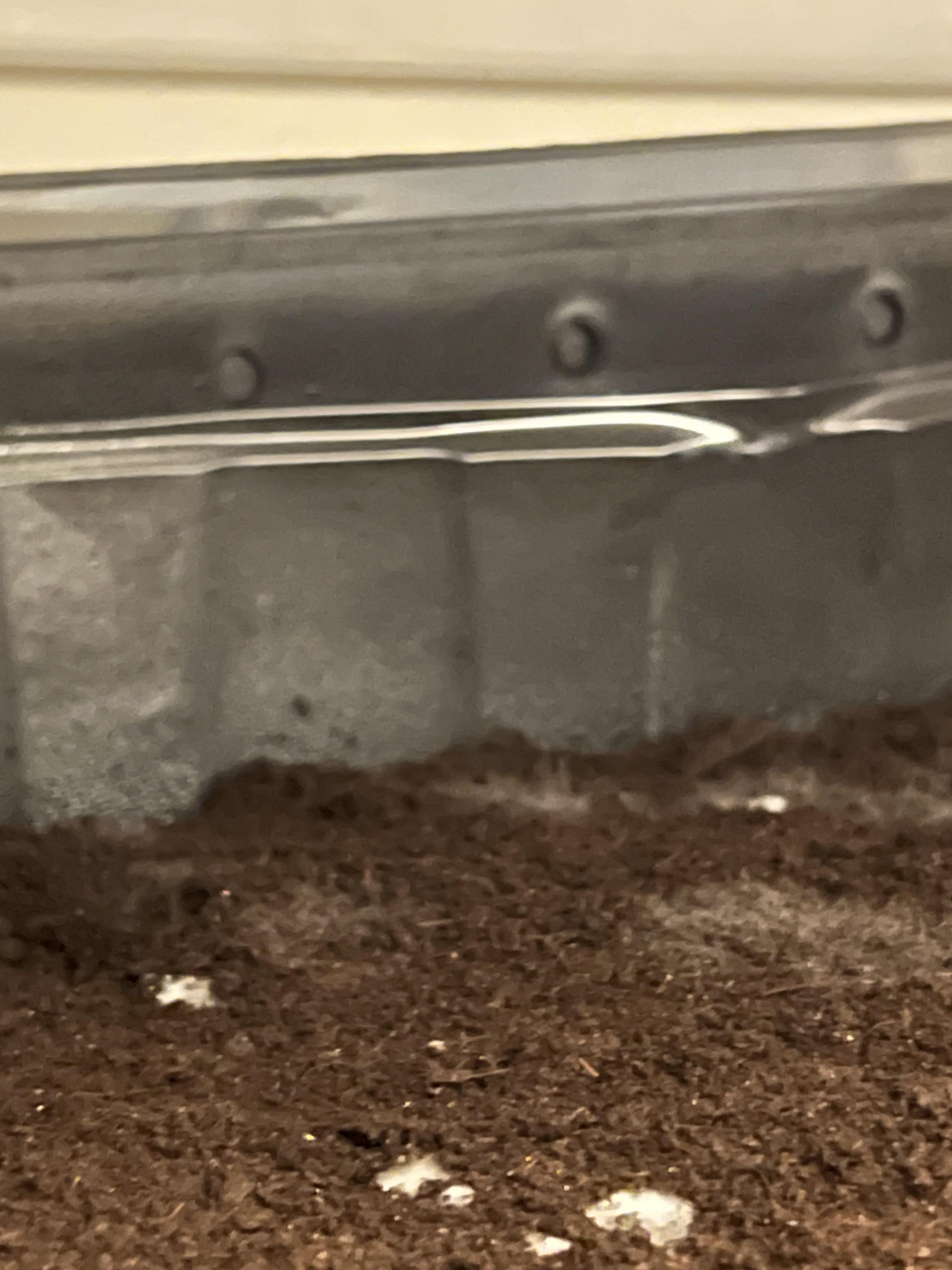 Cobweb mold? [contamination] | Scrolller