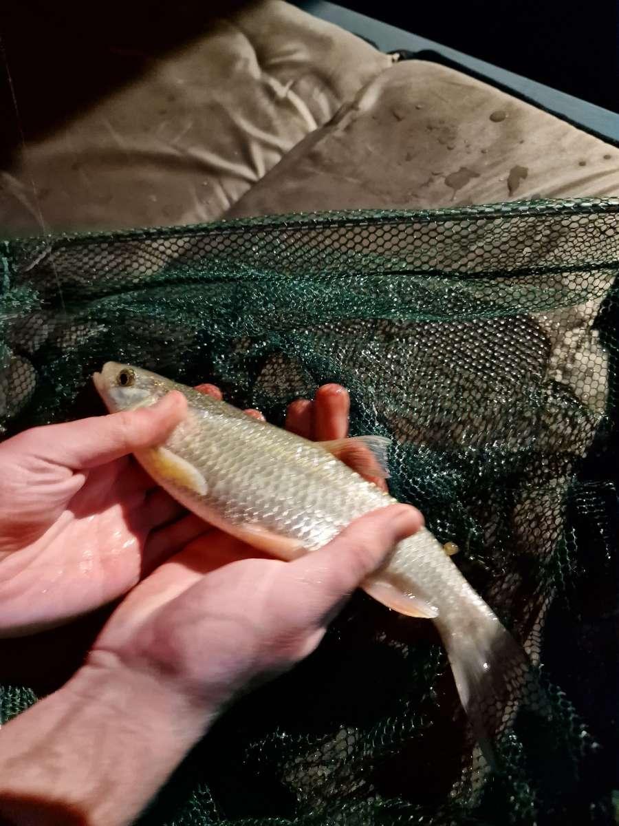 Fish ID? | Scrolller