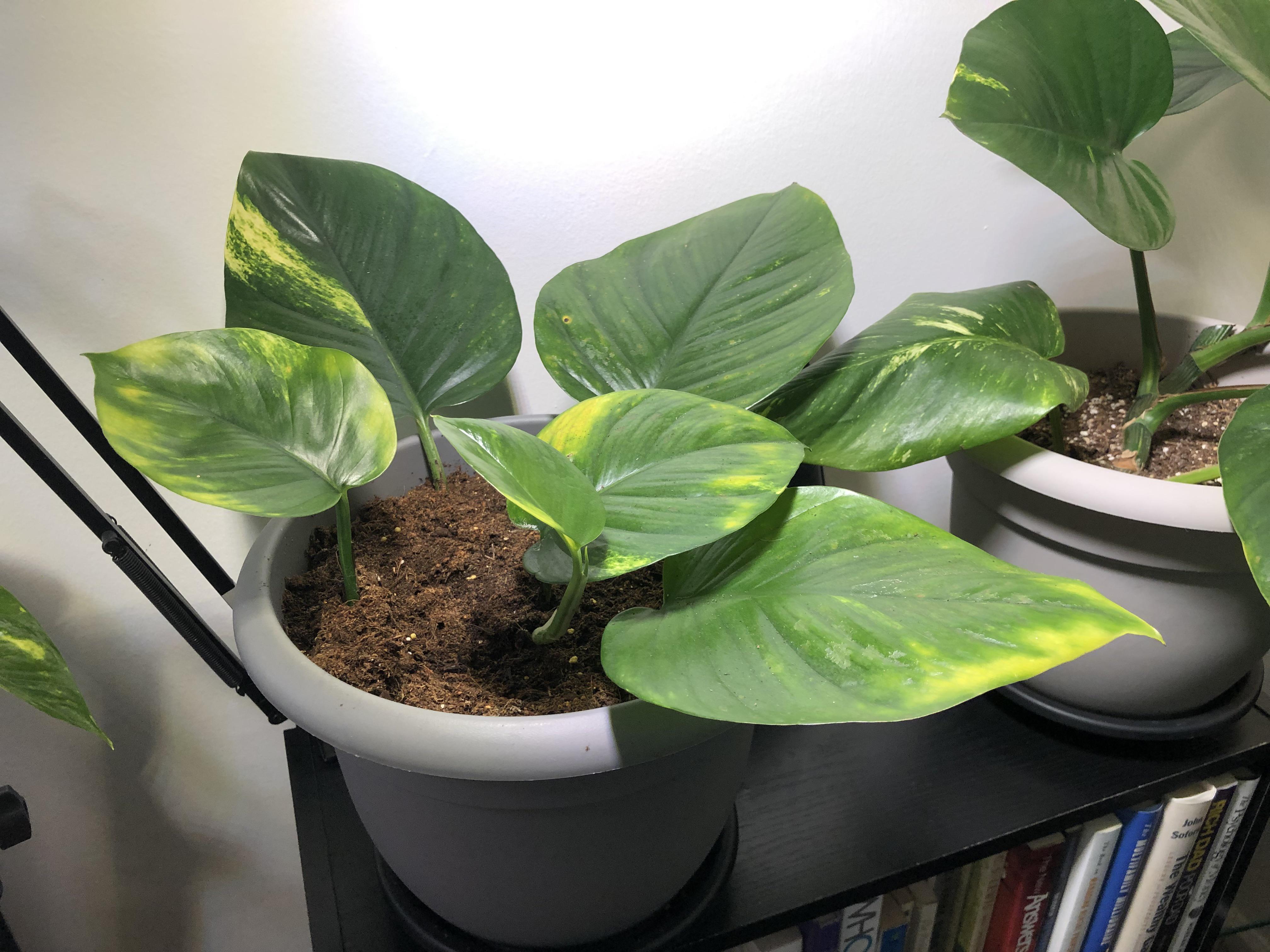 Discover more like Plants: Help: Yellow spots on pothos cuttings and Related Content | Scrolller
