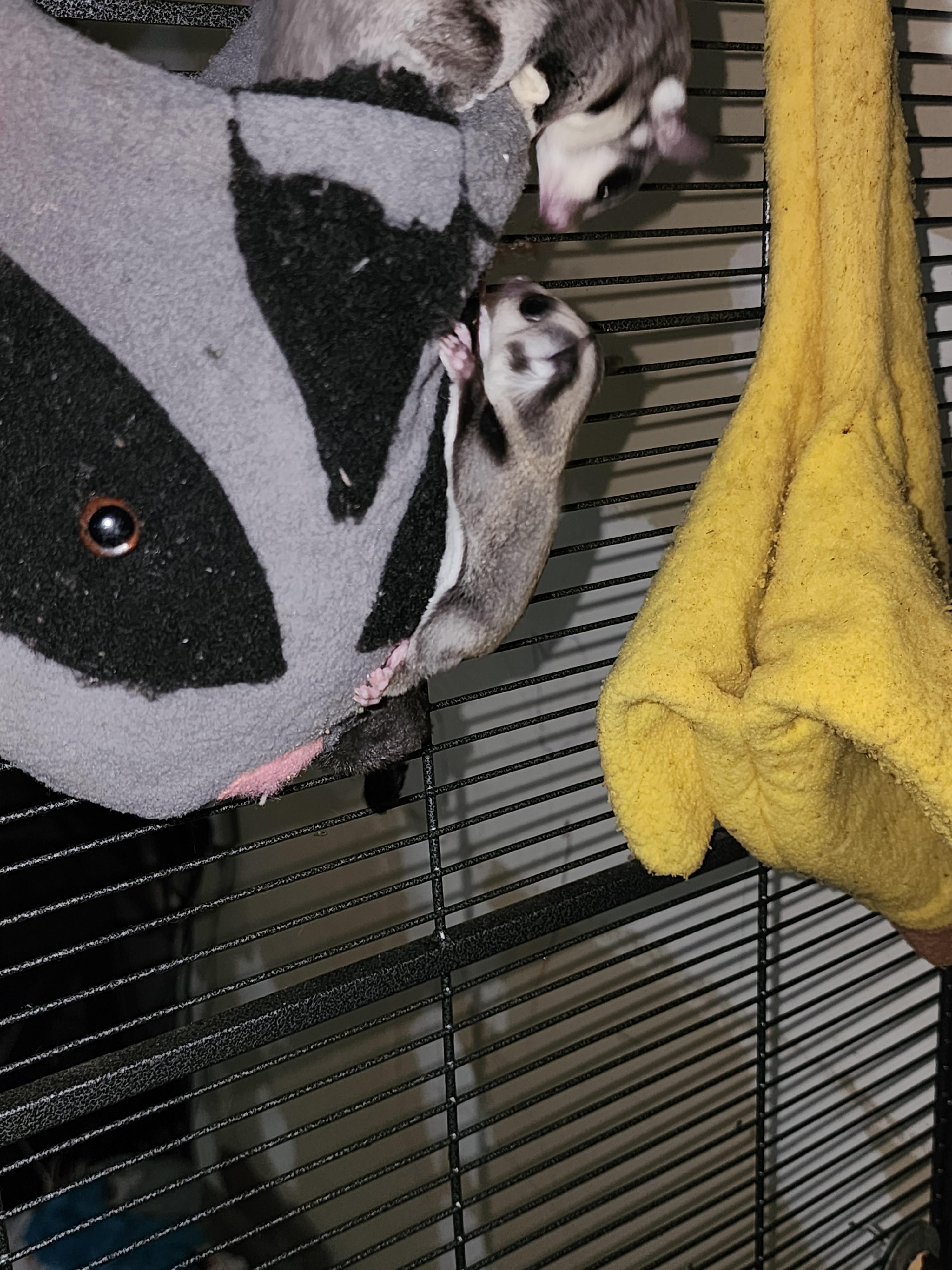 Discover more like Aww: Sugar Gliders and Related Content | Scrolller