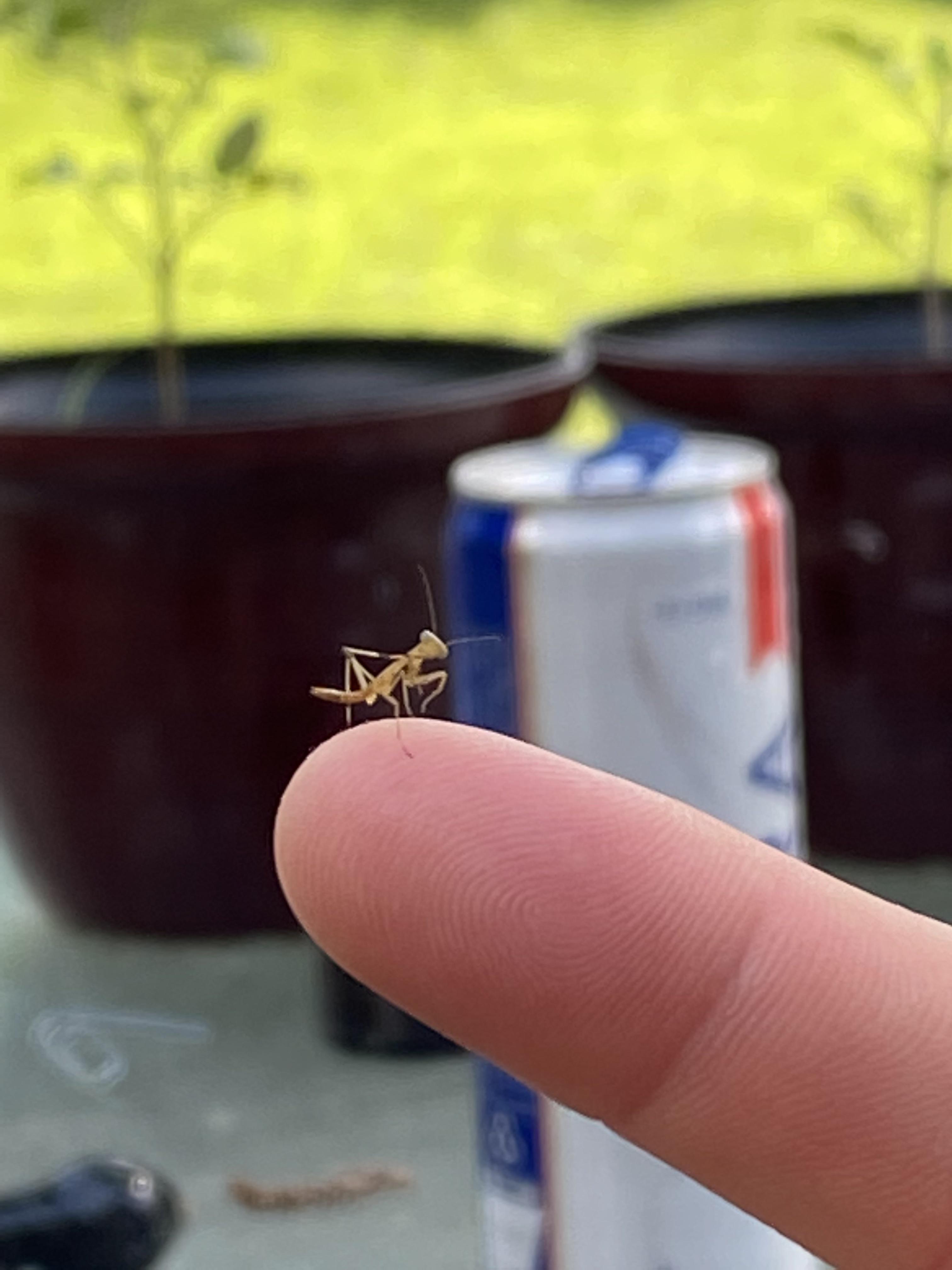 [OC] Tiny Praying Mantis | Scrolller