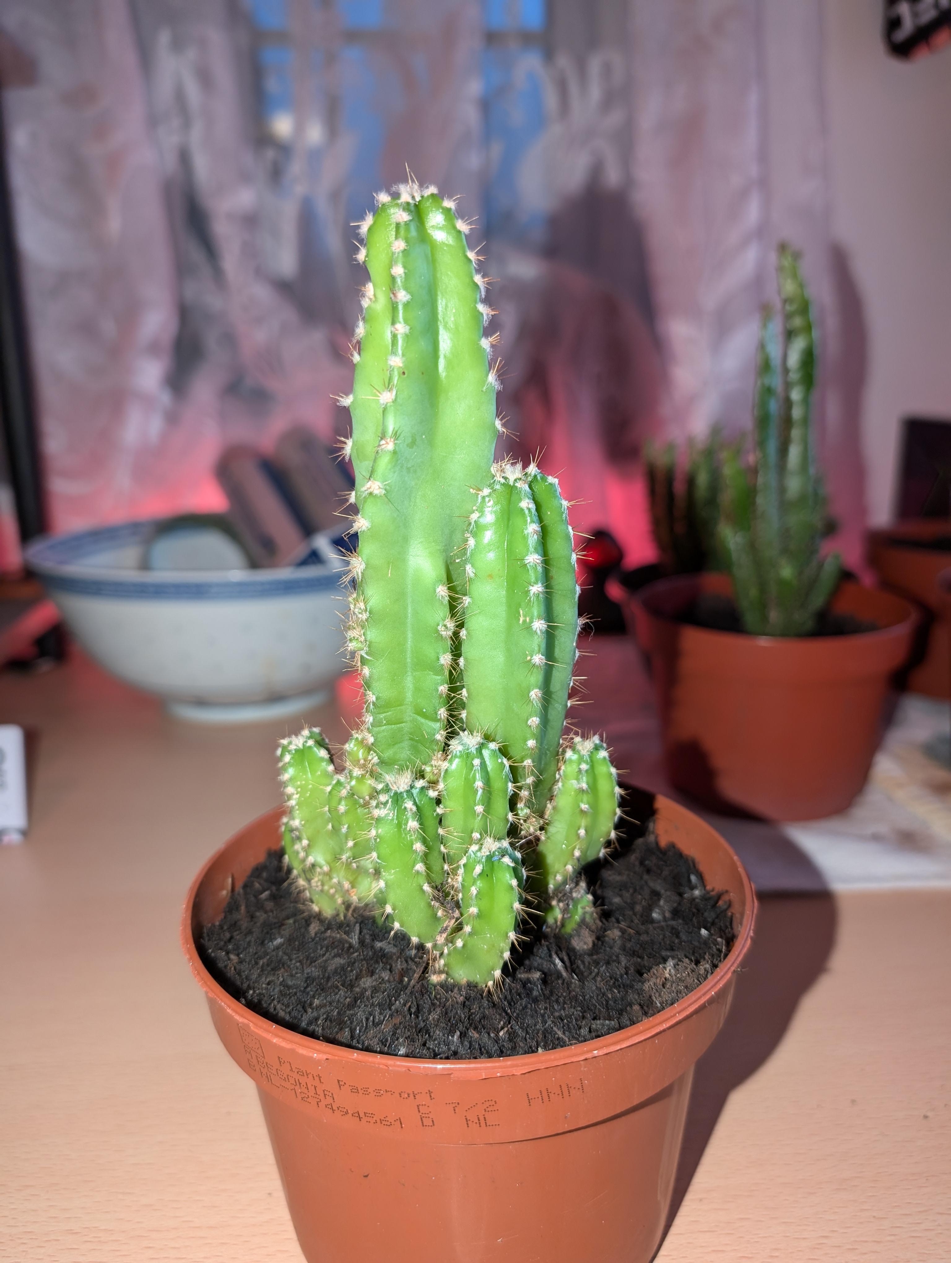How do I care for these cacti? | Scrolller