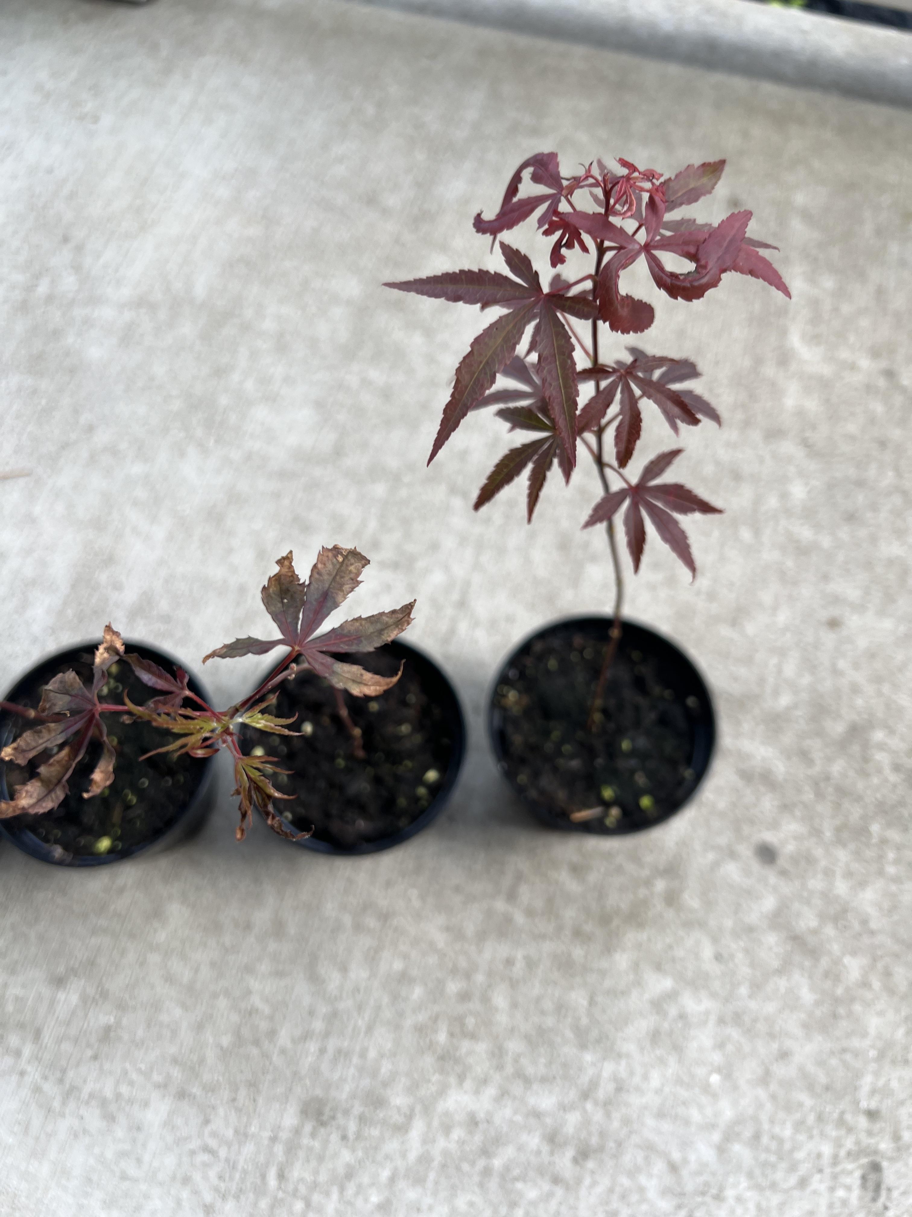 Discover more like Arborists: Japanese maple seedling help and Related Content | Scrolller