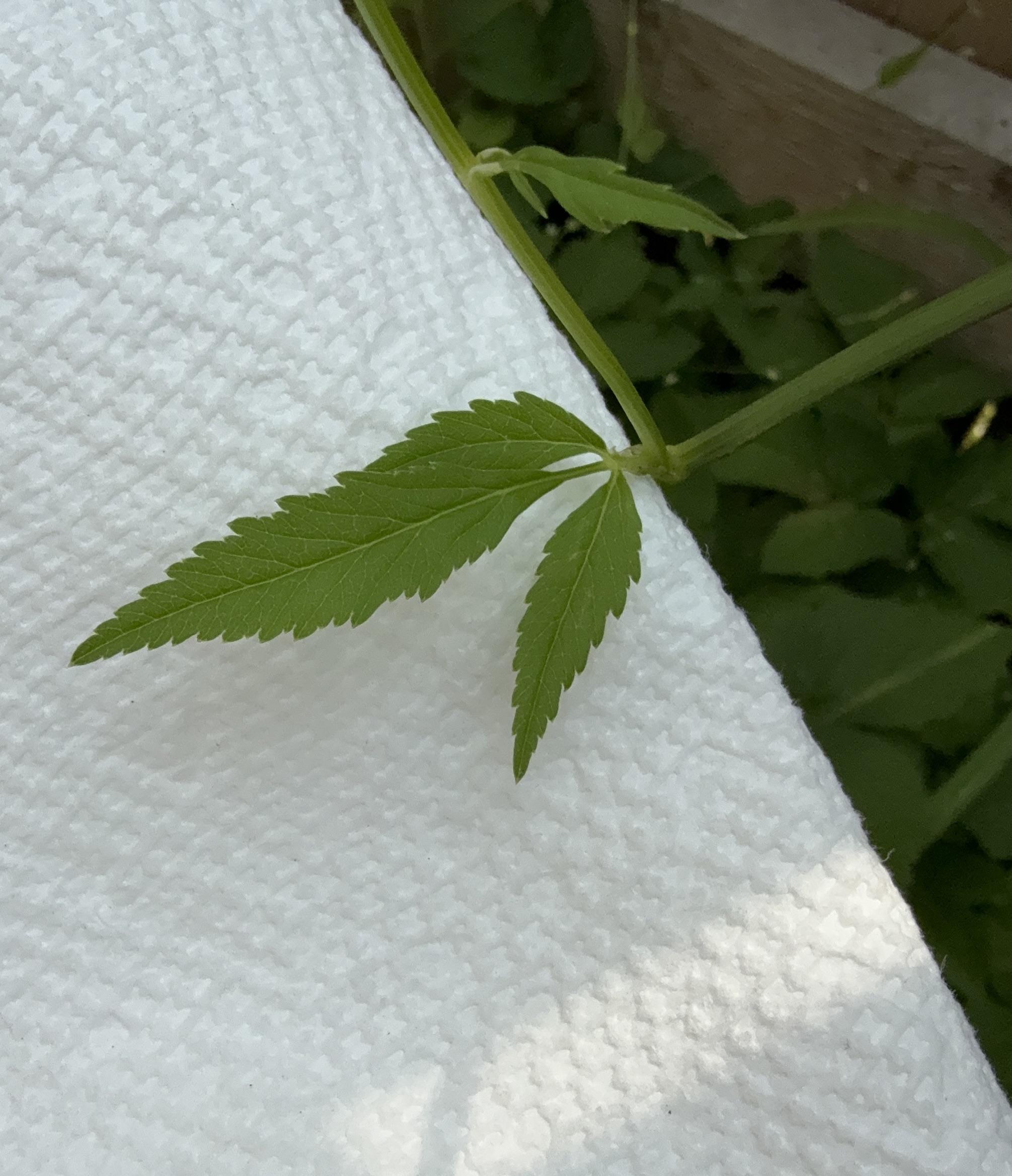 Ohio, poison hemlock? | Scrolller