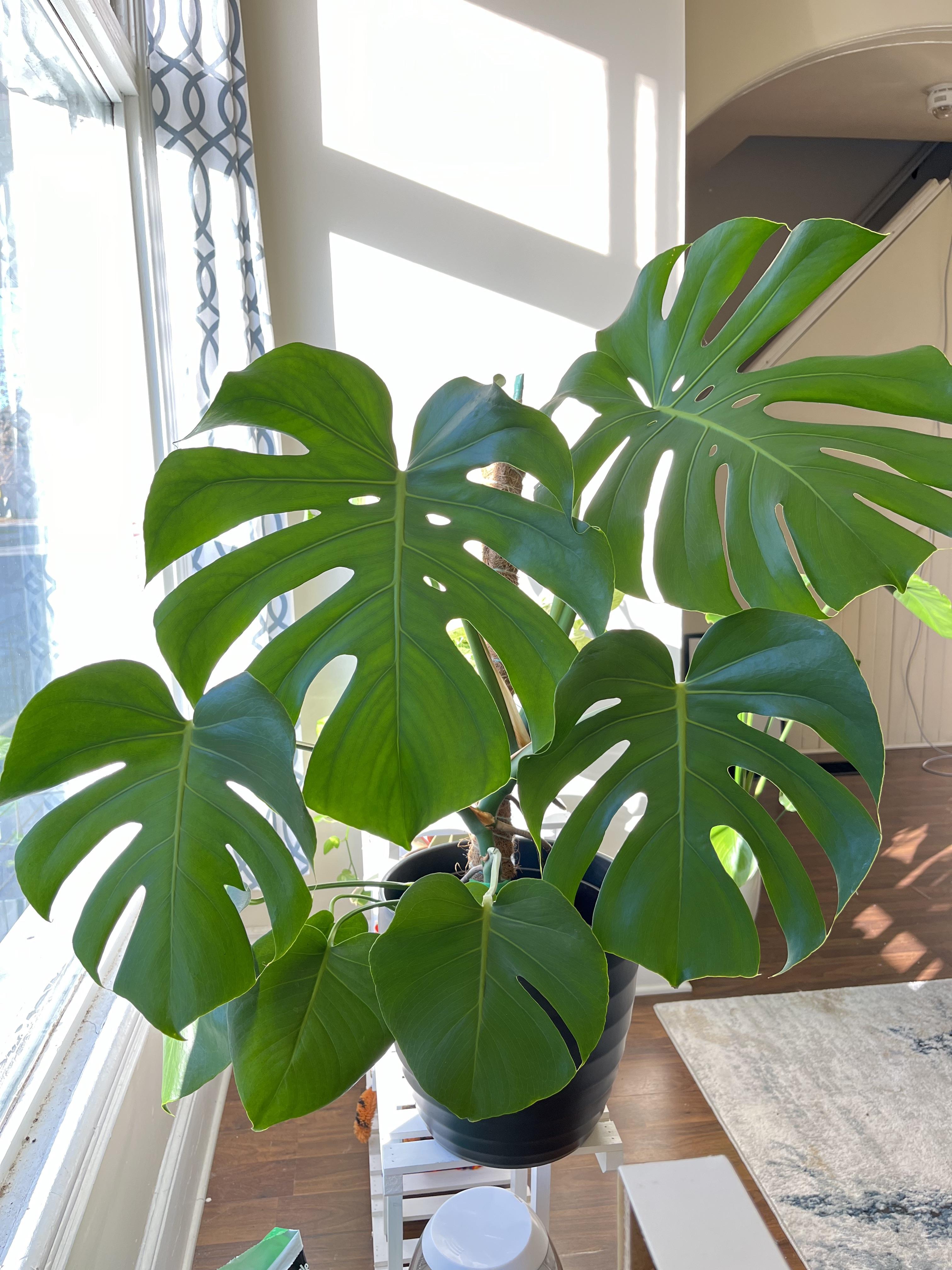 What are these white bumps? | Scrolller