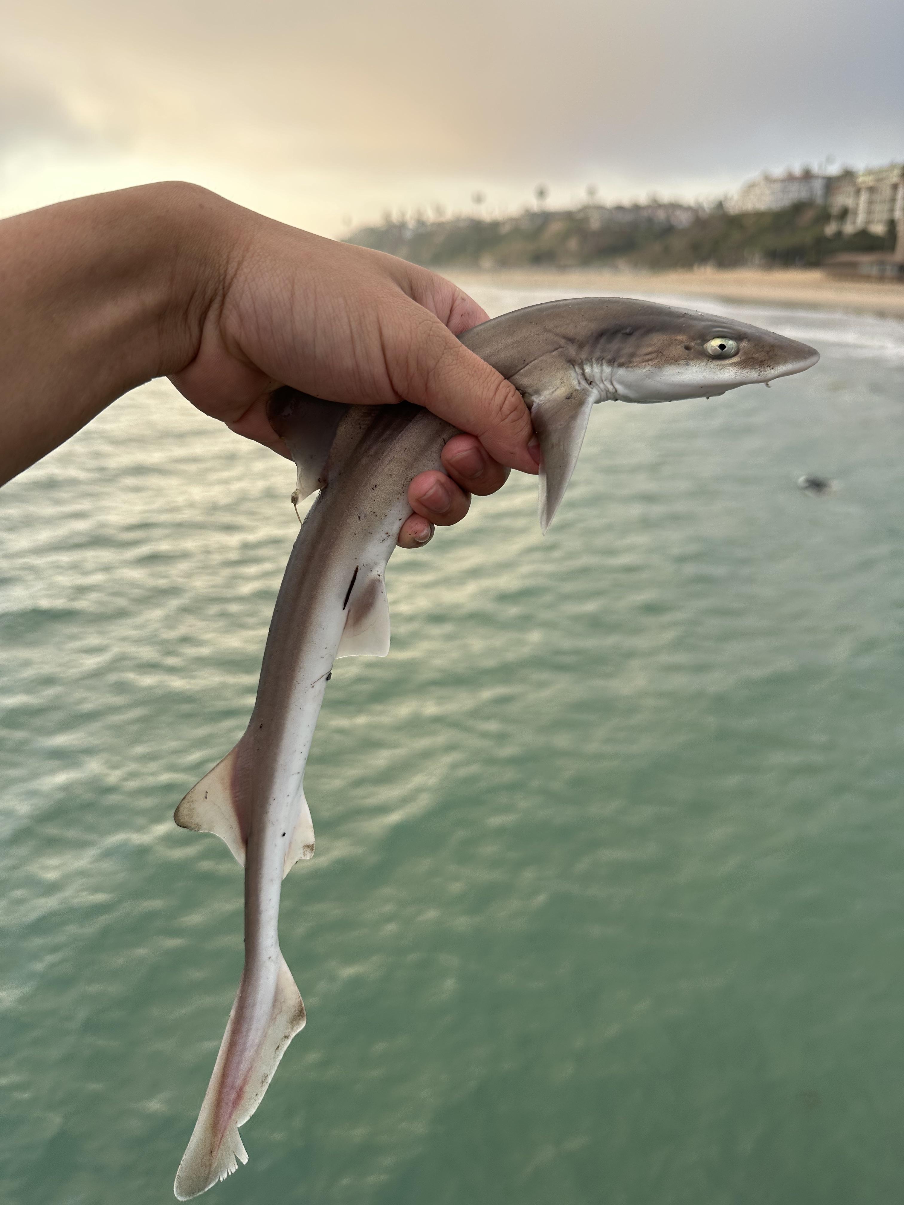 Discover more like Fishing: Some cartilaginous fish I caught from a pier fishing trip today! and ...