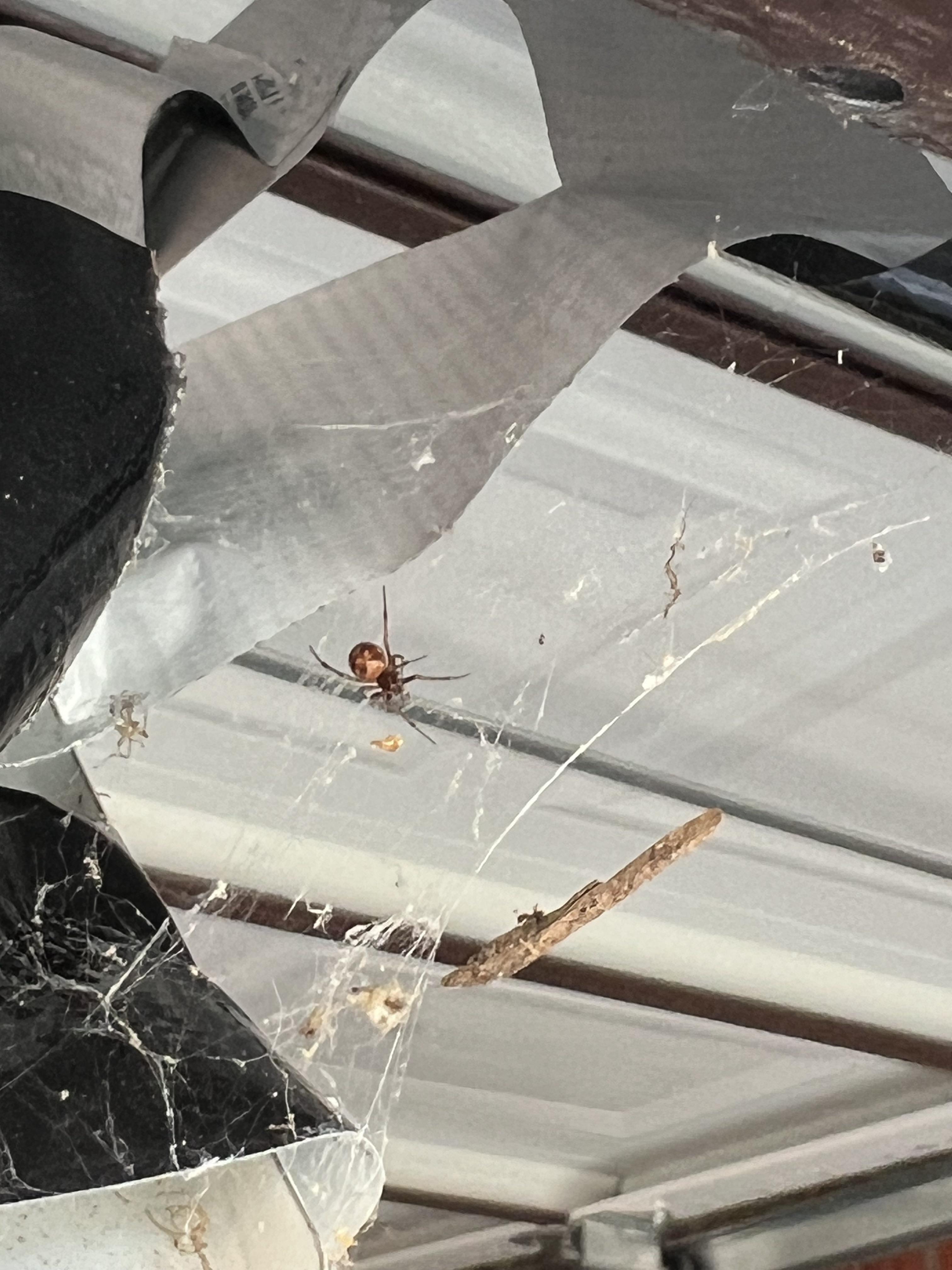 Help identifying NJ Spider? | Scrolller