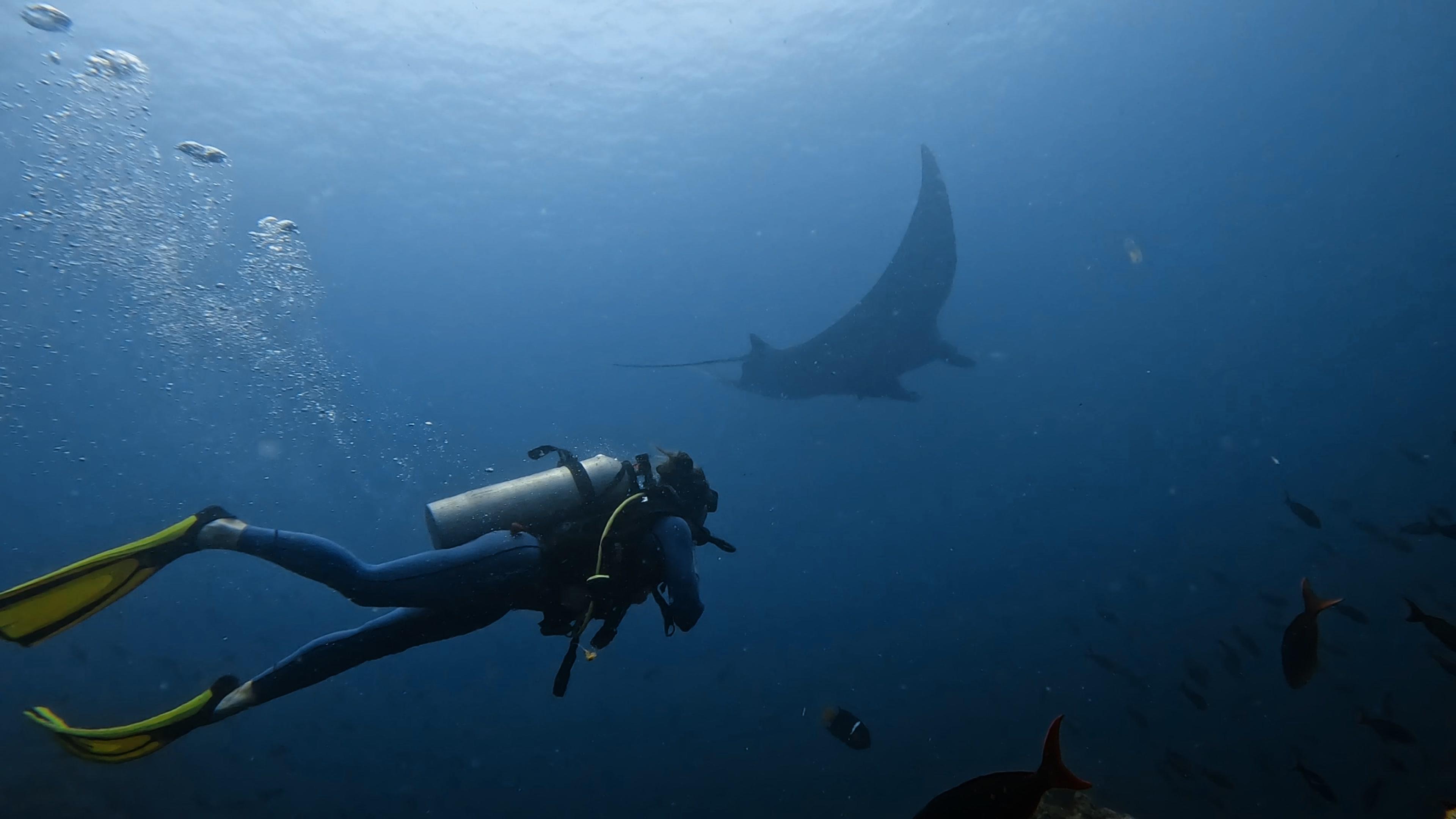 Diving highlight! This manta literally swam right over me, a very special moment. Drake Bay ...