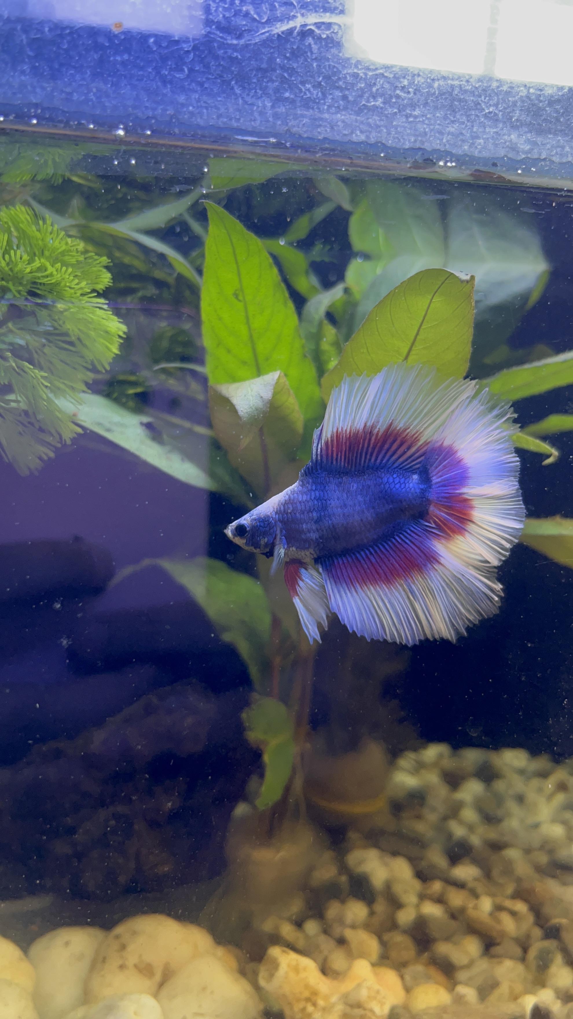 Discover more like Bettafish: New to fishkeeping!! help id my betta and Related Content | Scrolller