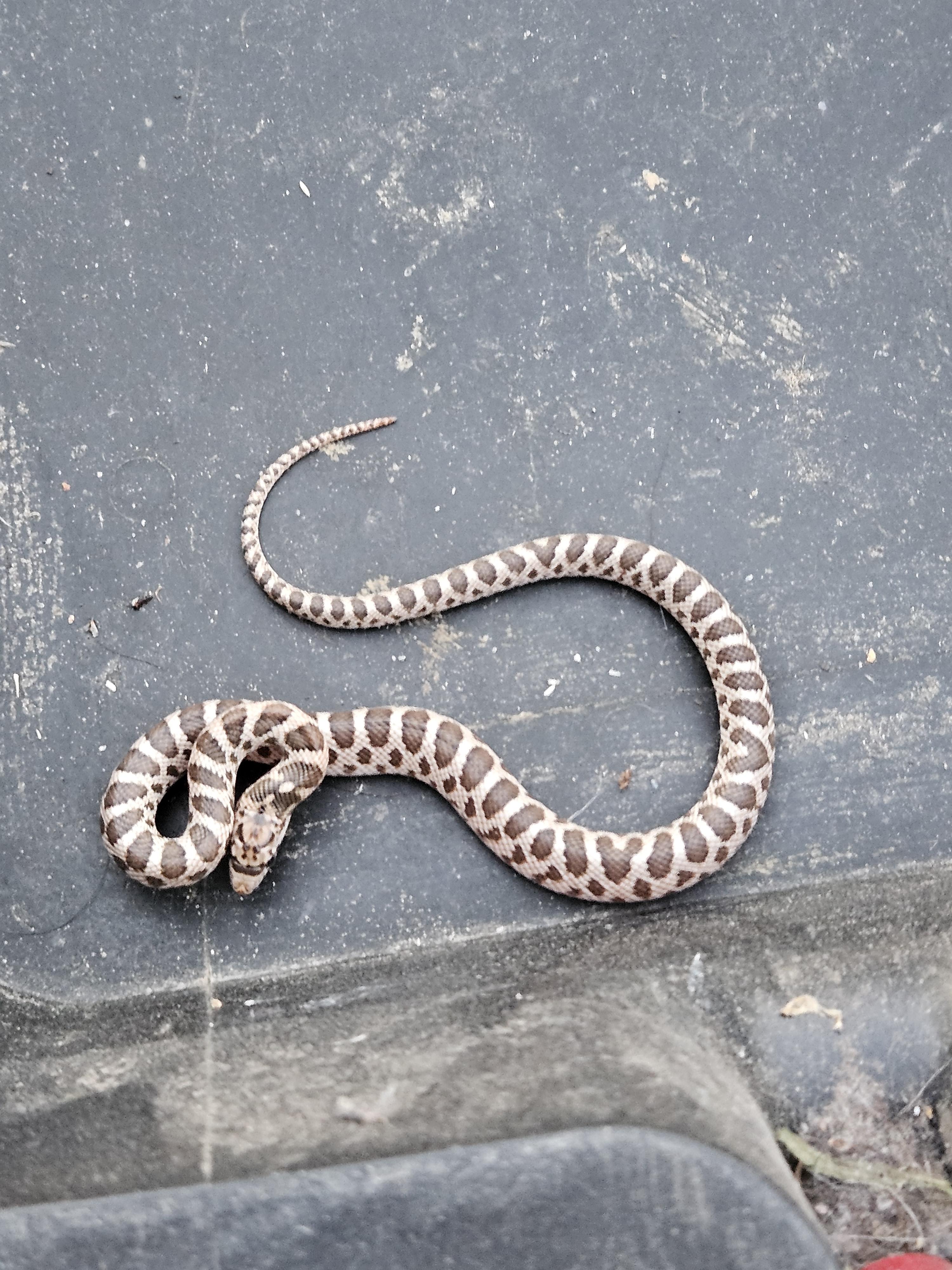 Discover more like Snakes: What kind of snake? and Related Content | Scrolller