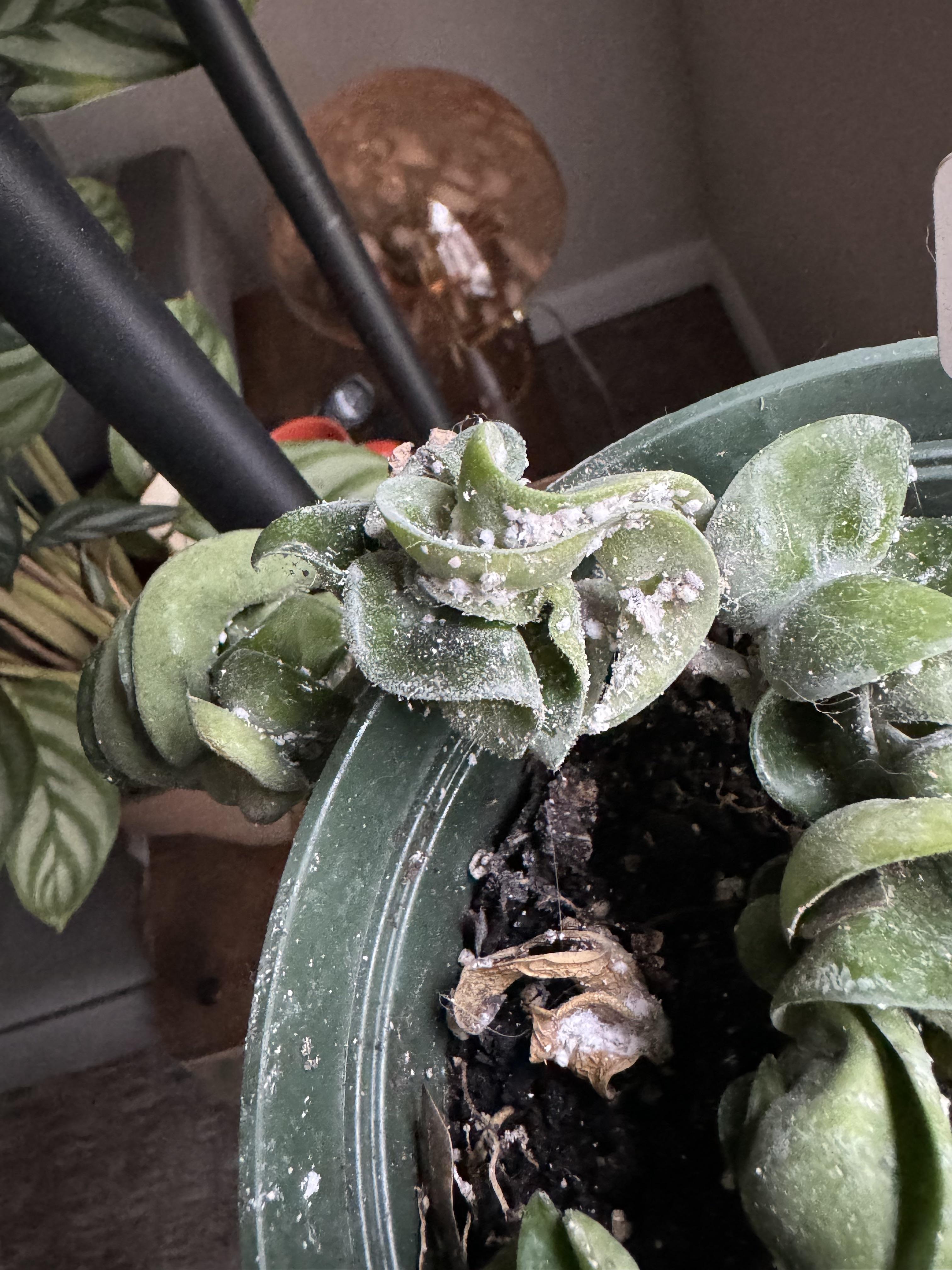 What’s this white stuff on my Hoya Rope | Scrolller