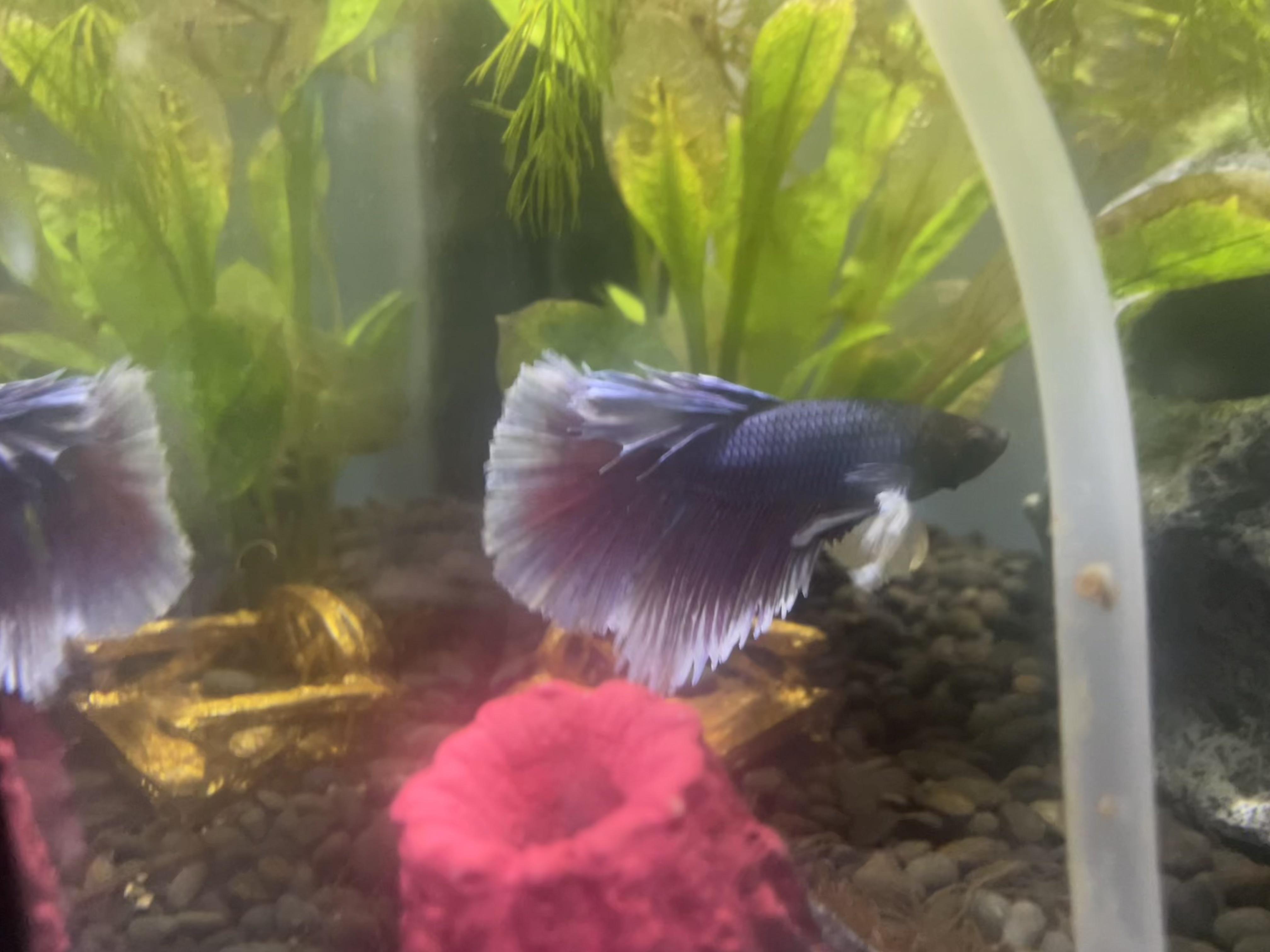 Angel the dumbo halfmoon | Scrolller