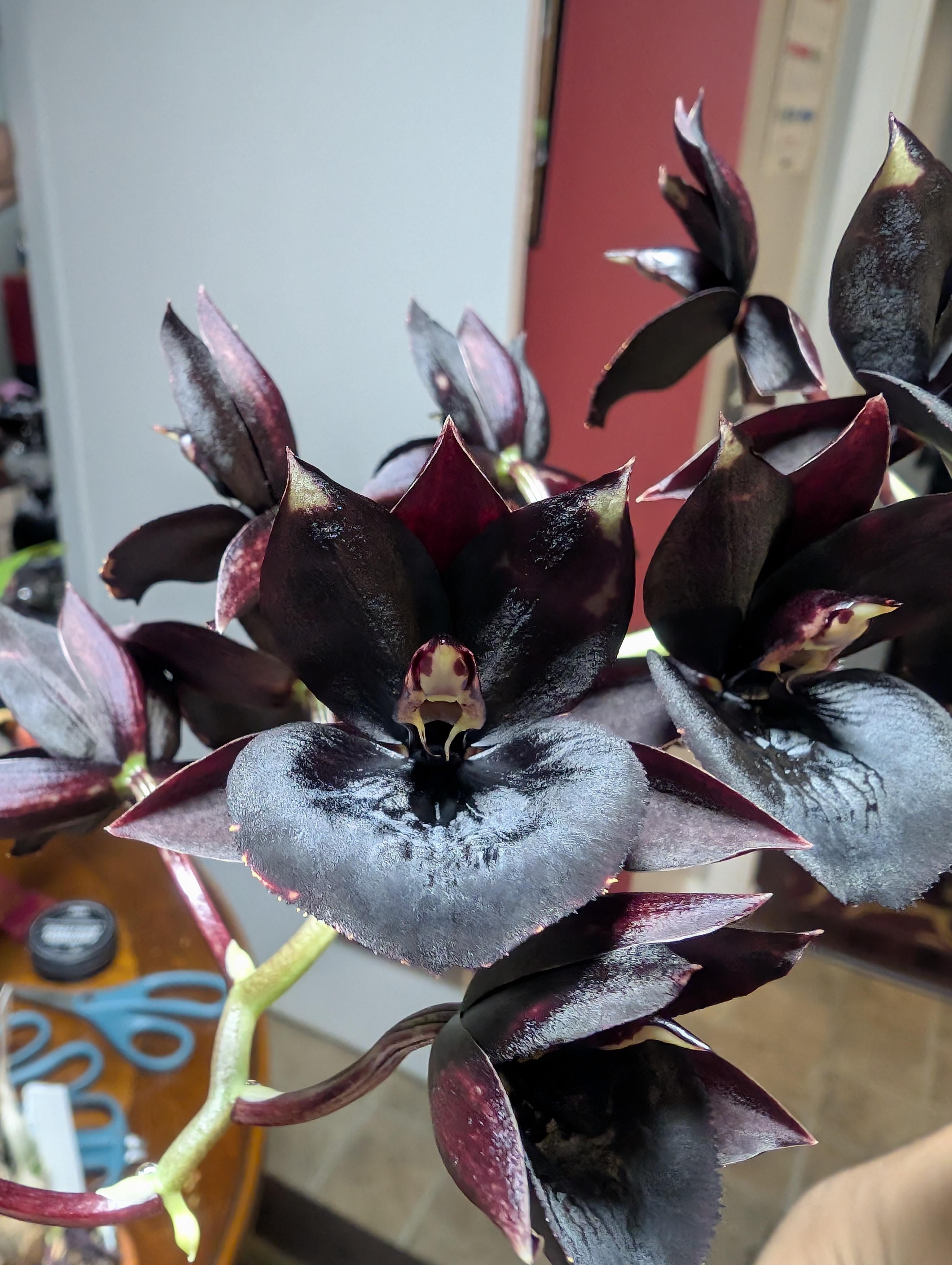 Ctmds. Dragons tail x Ctsm. Susan Fuchs. First time blooming! | Scrolller