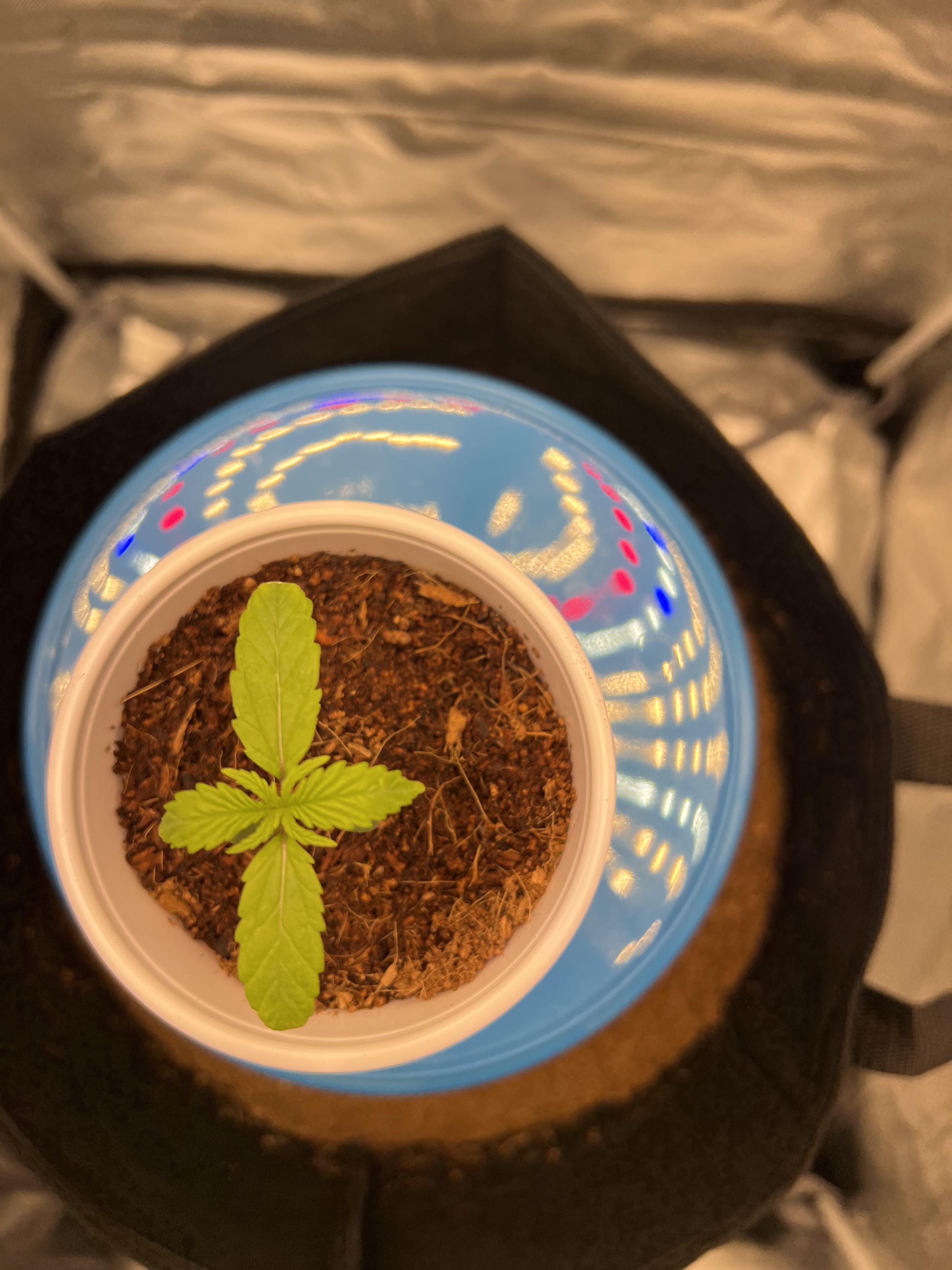 First home grow | Scrolller