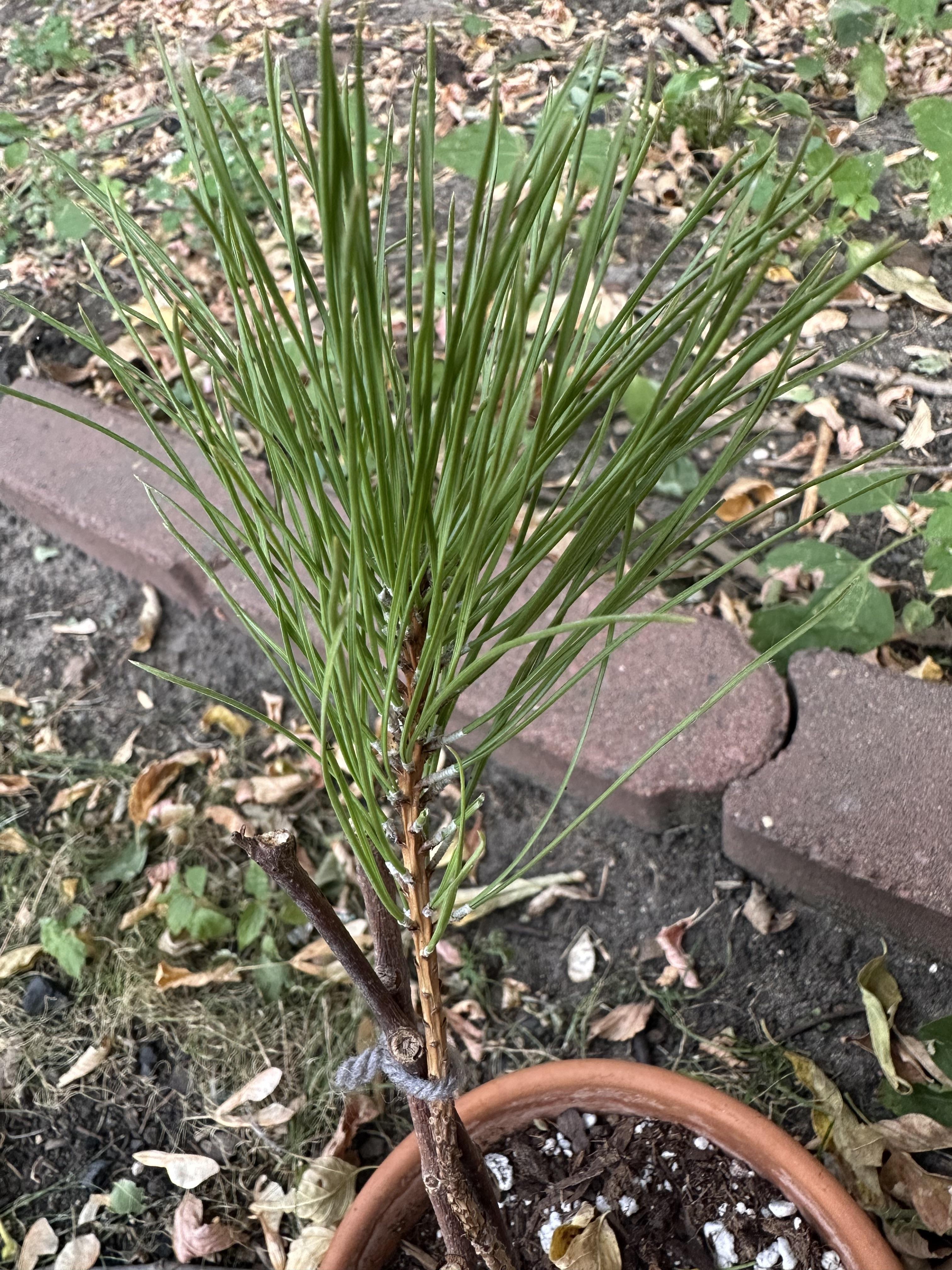 What kind of pine tree is this? | Scrolller