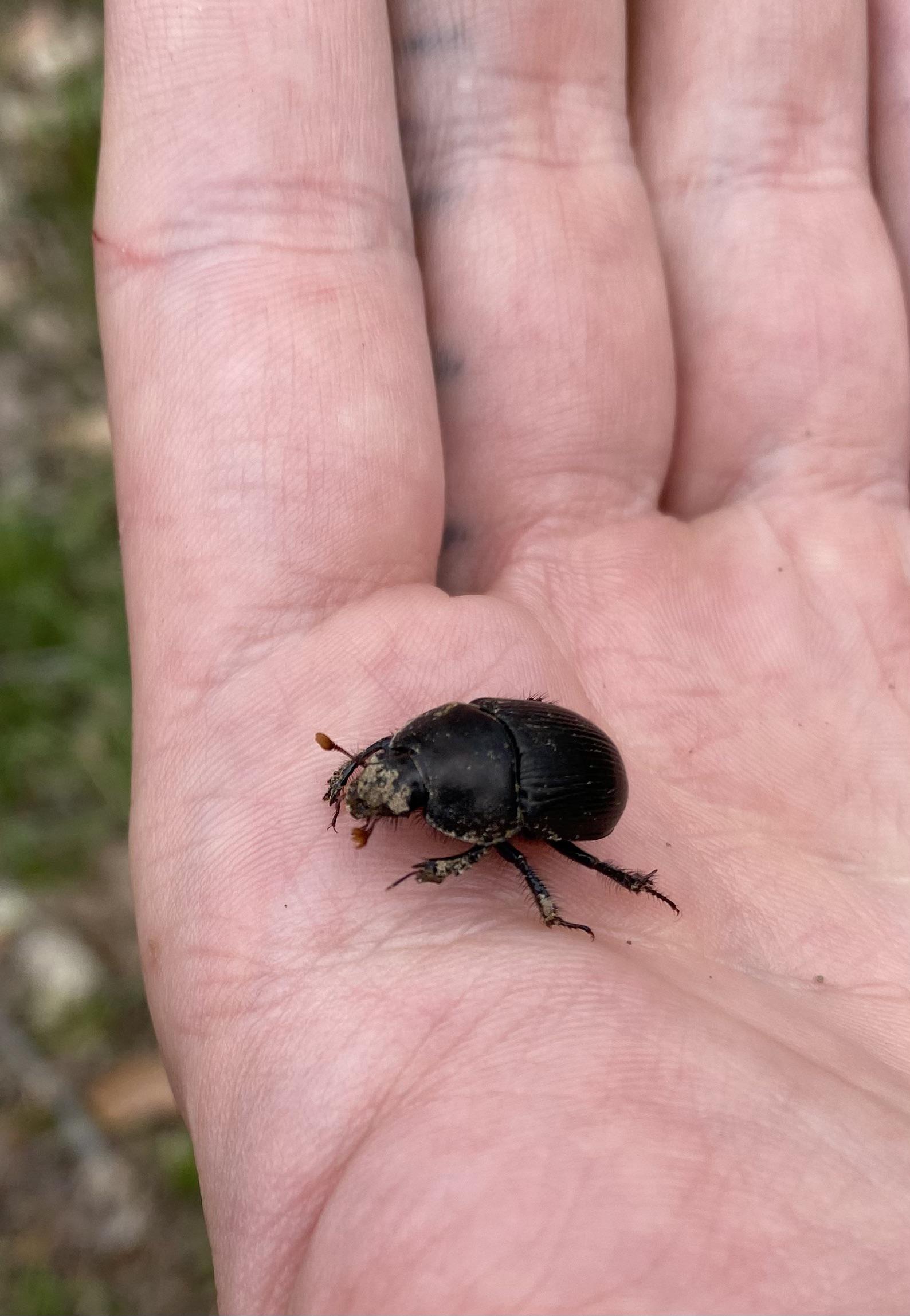 Potential Baly’s Earth-Boring Beetle | Scrolller