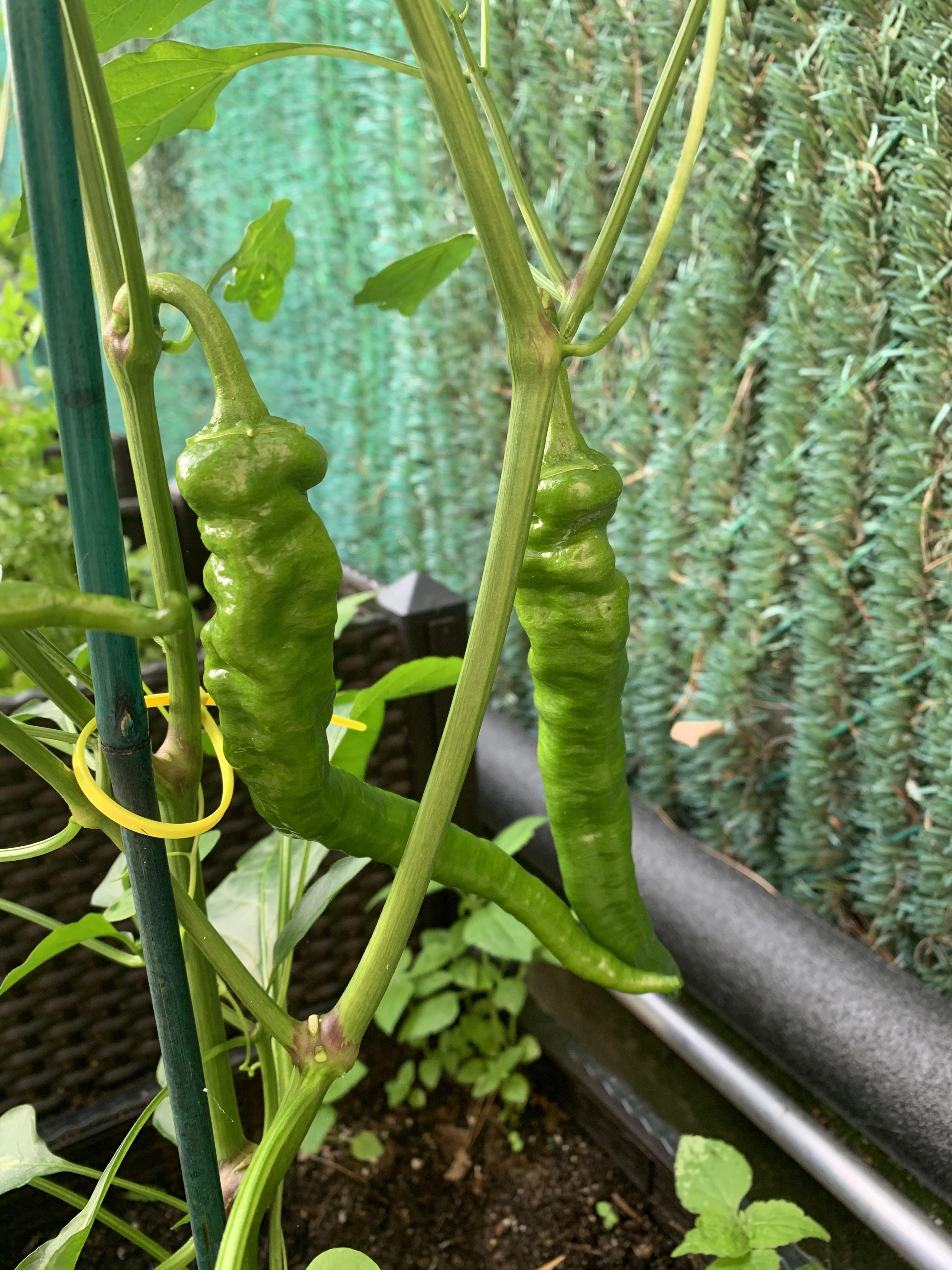 Help identifying my pepper plant? | Scrolller