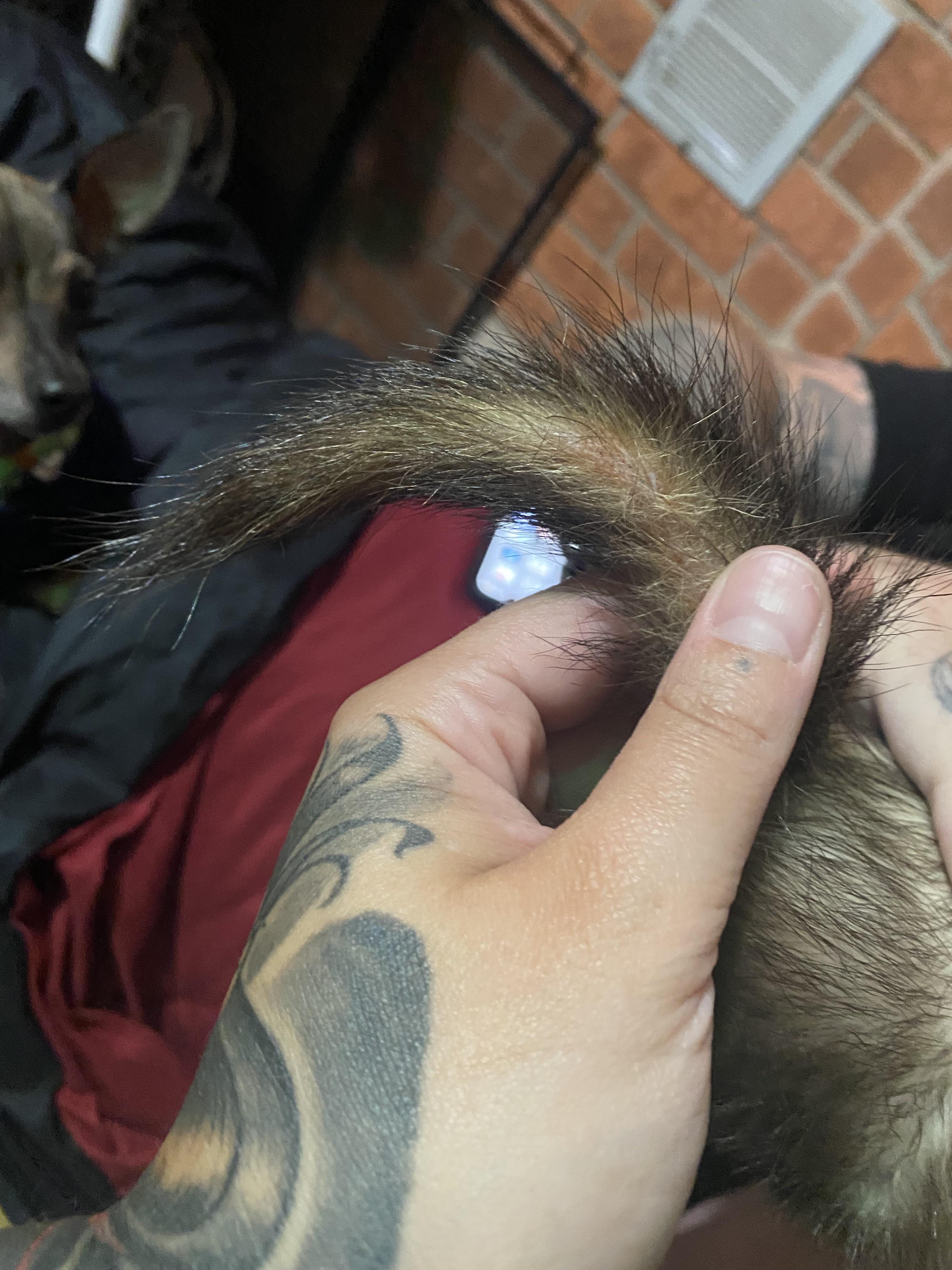 HELP my ferret is losing his hair and I can’t get to an exotic vet in at least 2 months 😞I’m ...
