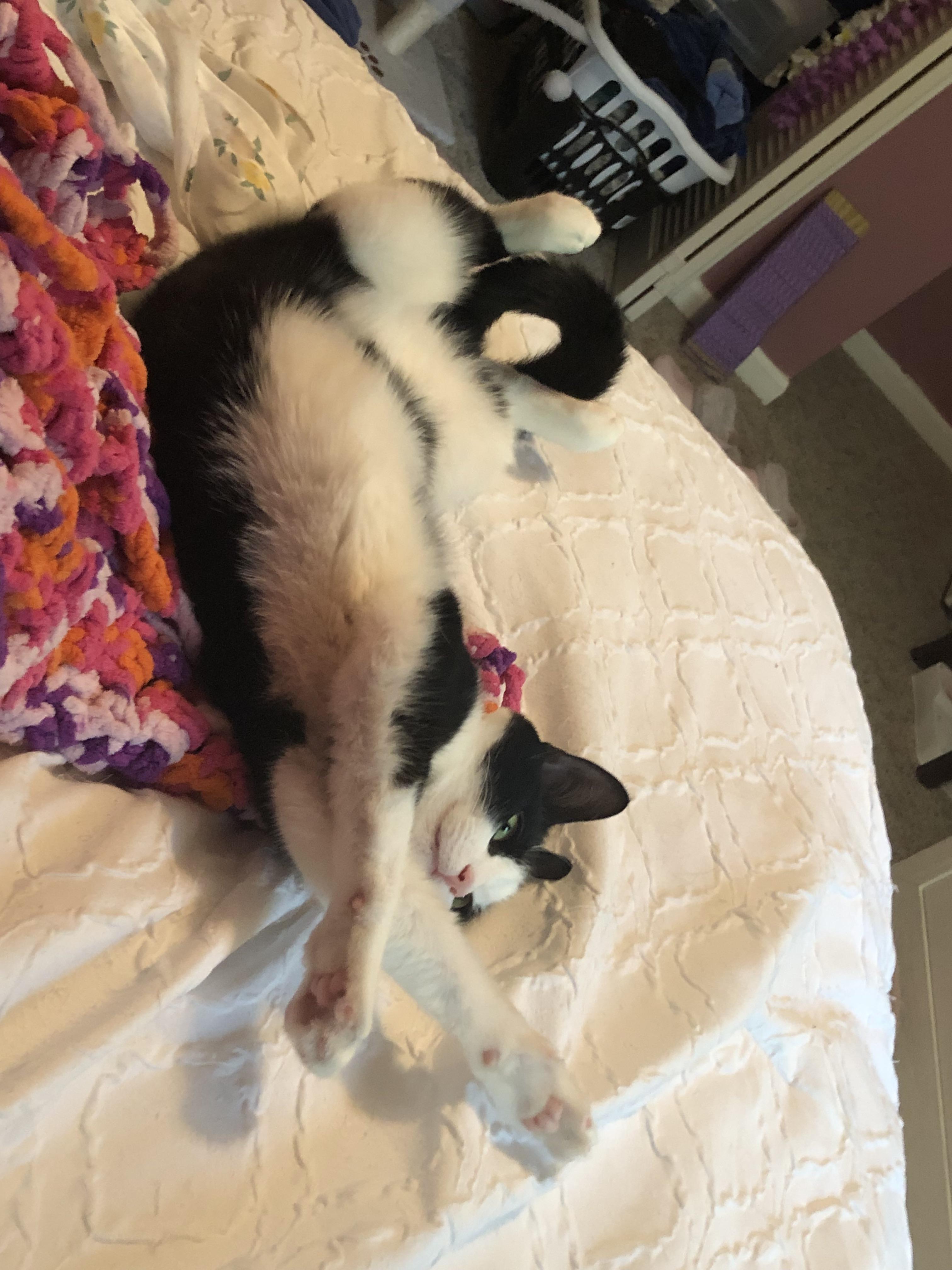 My baby tuxedo! A refined lady! (Oop she’s just stretching) 🤭 | Scrolller