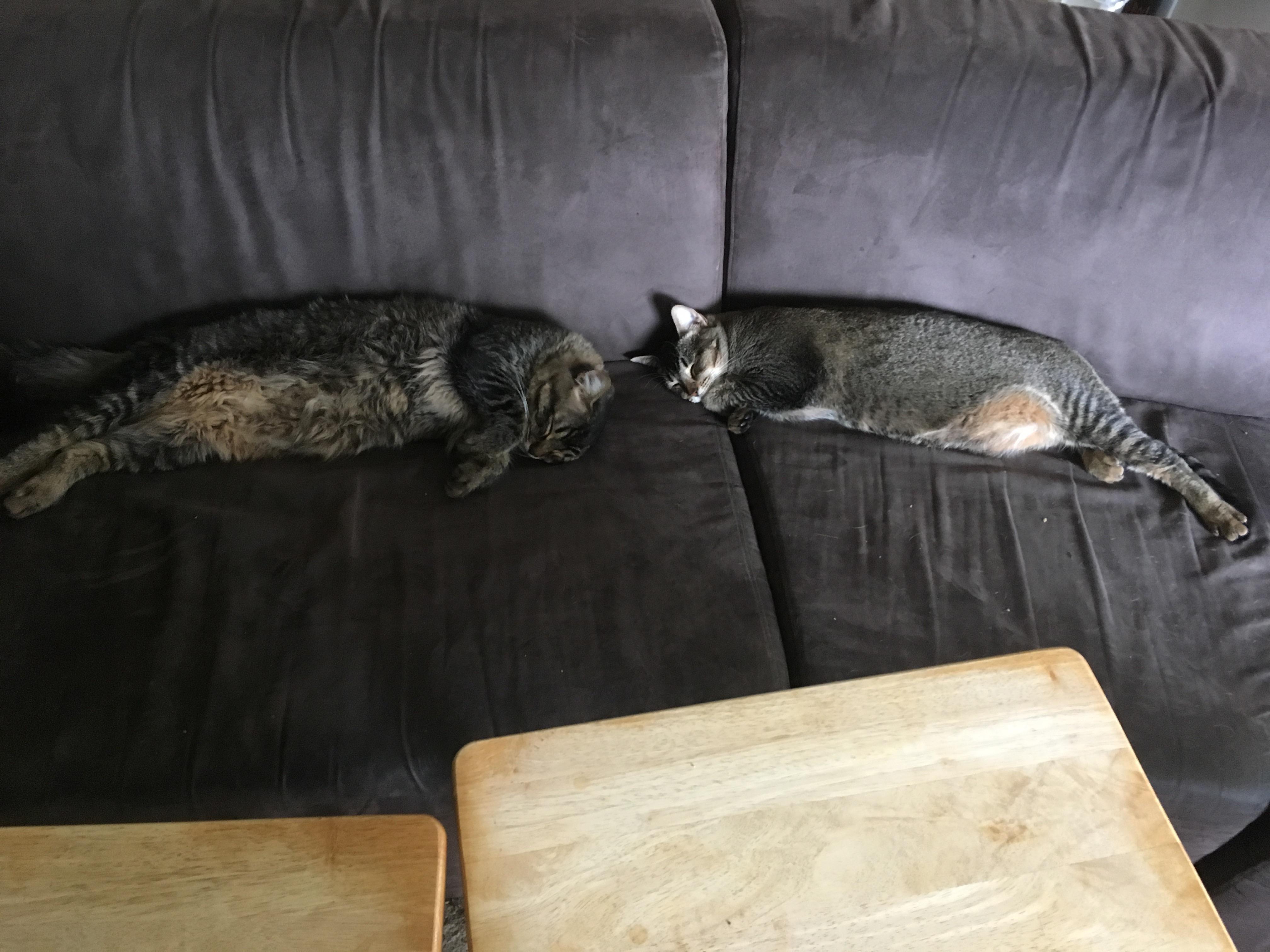 Biddy and Sid | Scrolller