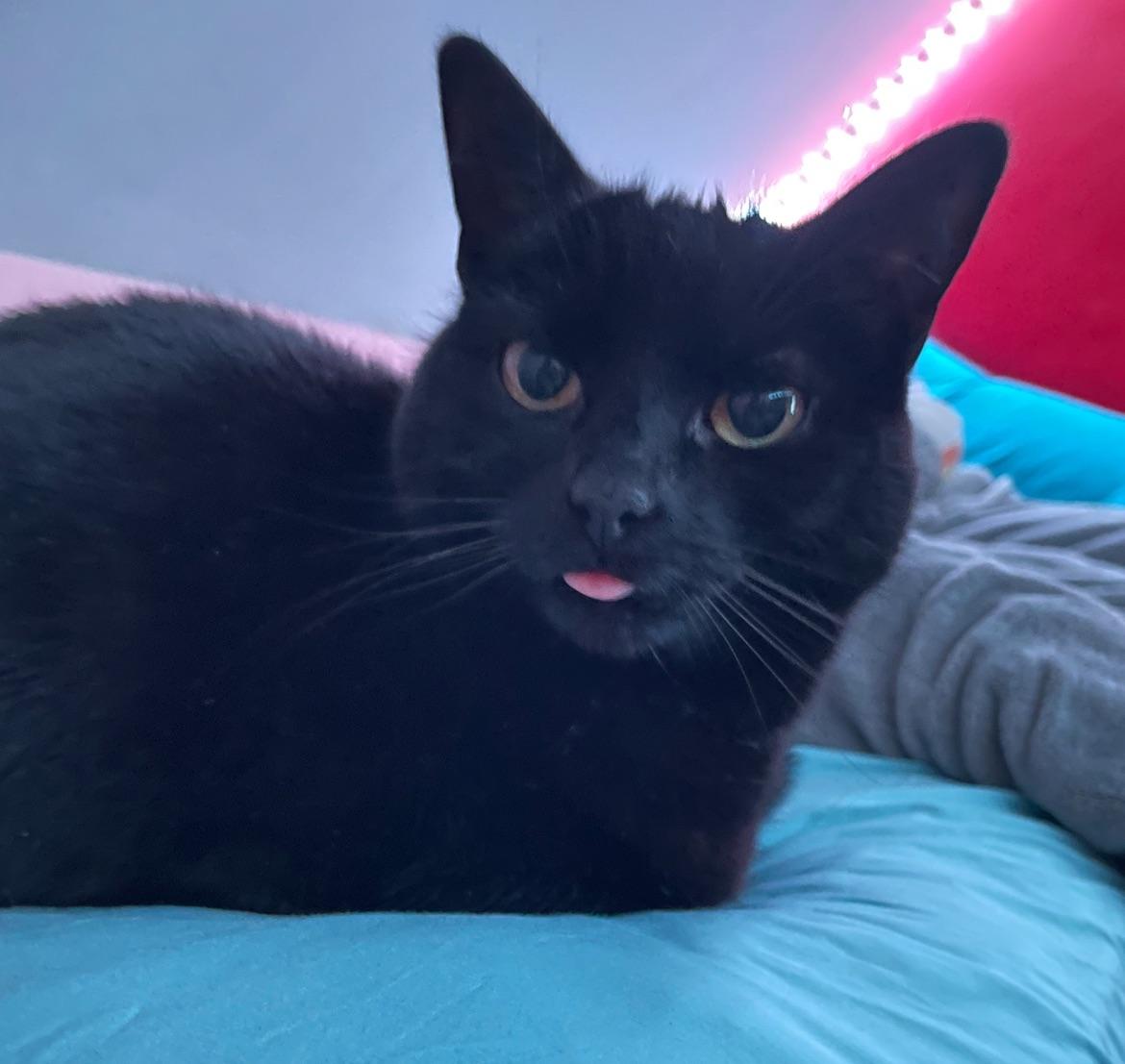 Bleppy little void princess 🖤 | Scrolller