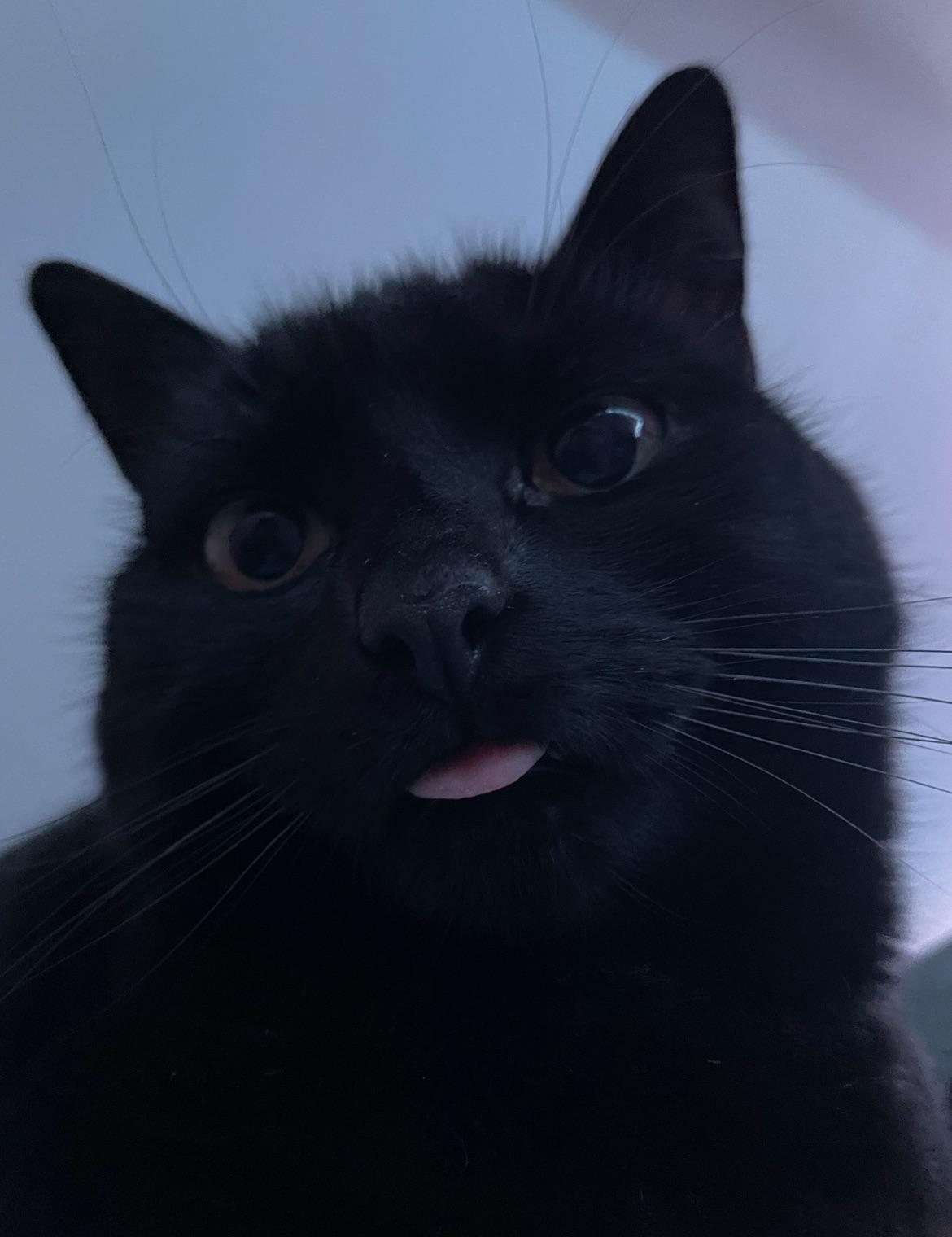 Bleppy little void princess 🖤 | Scrolller