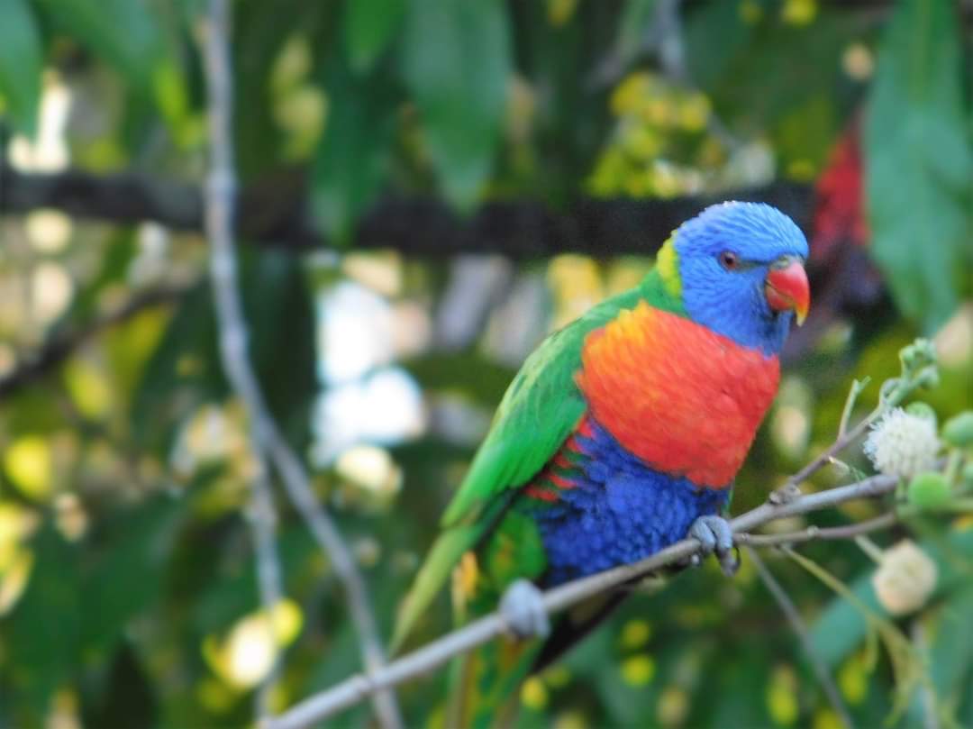 The rainbow 🌈 lorikeets this spring are so pretty 🤩 (OC) | Scrolller