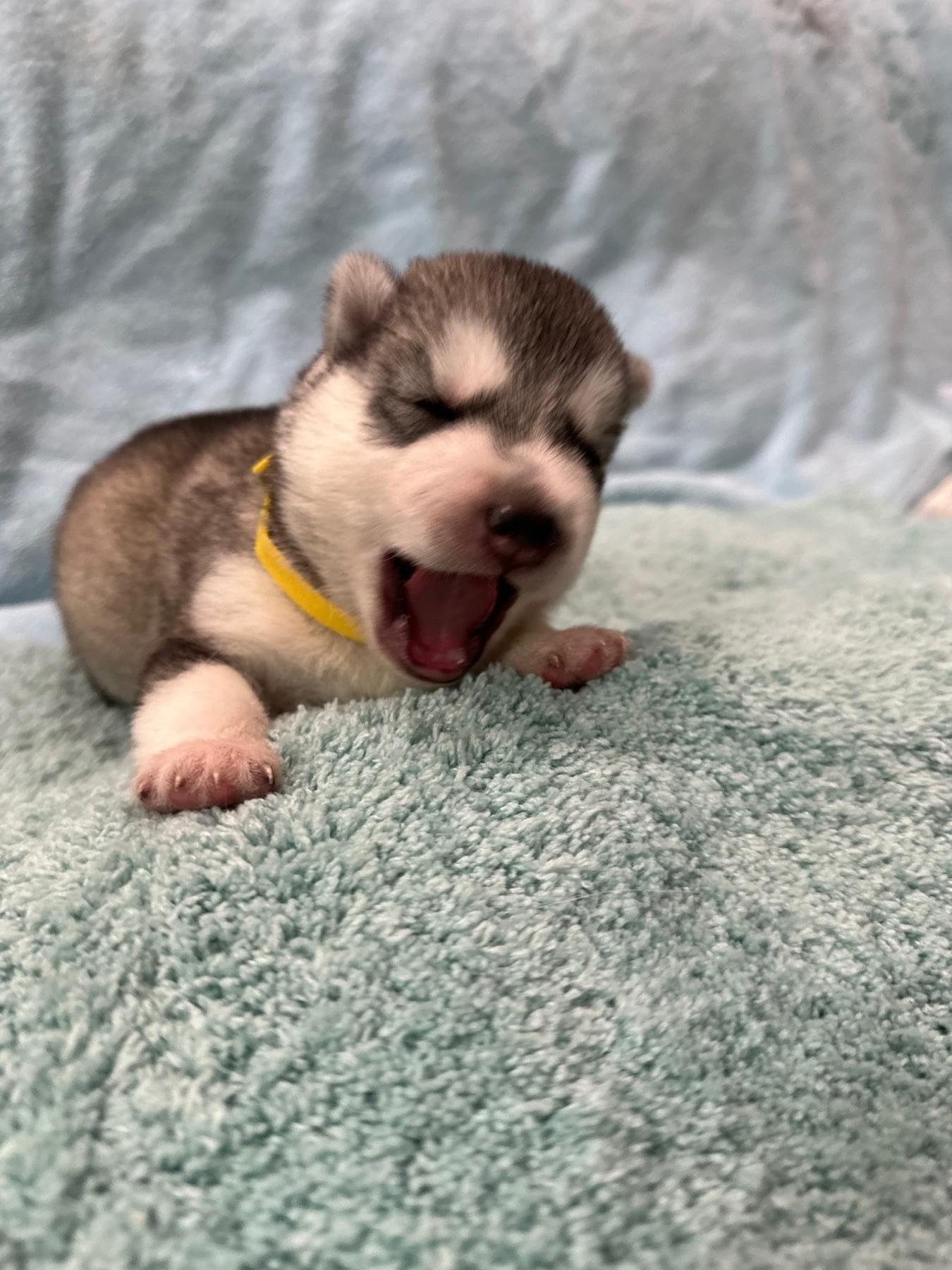 Micro Huskies | Scrolller