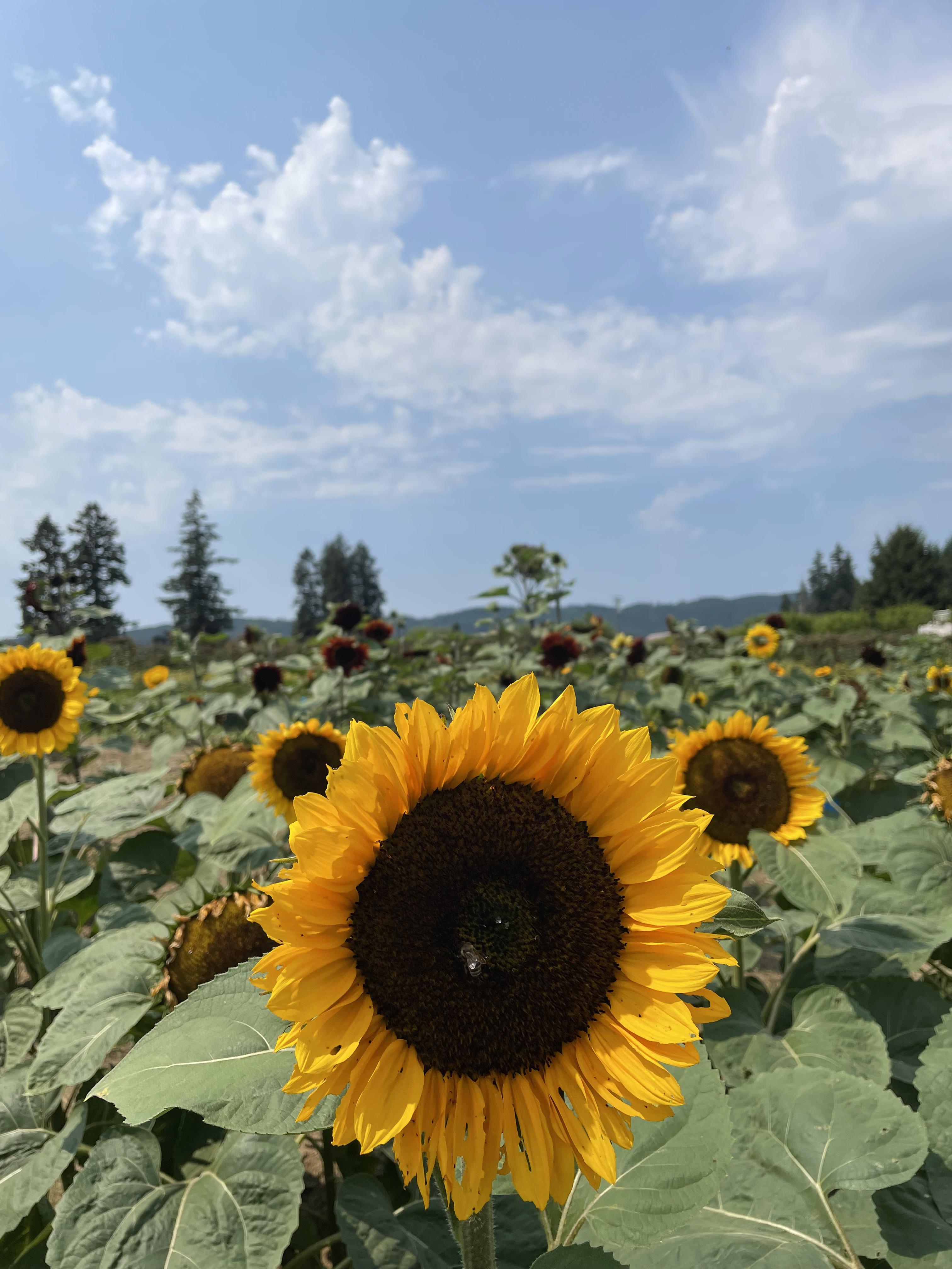 Sunflower picking for Lammas with my favorite little nymph | Scrolller