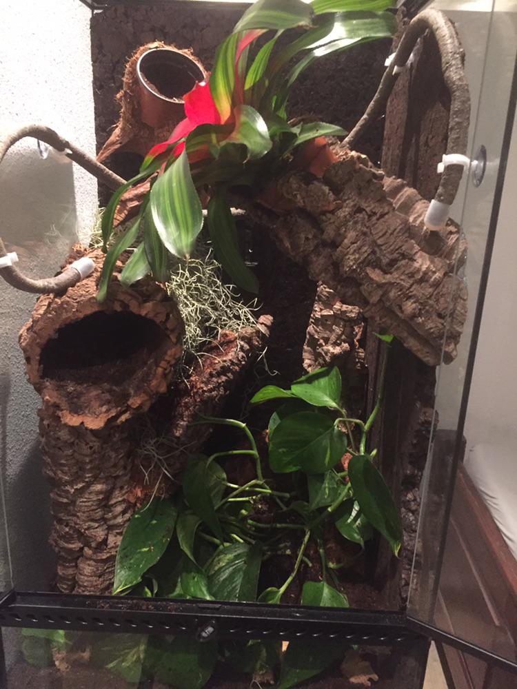 After months of planning, stressing and reading guides online. I’ve finally set up my 55 gallon ...