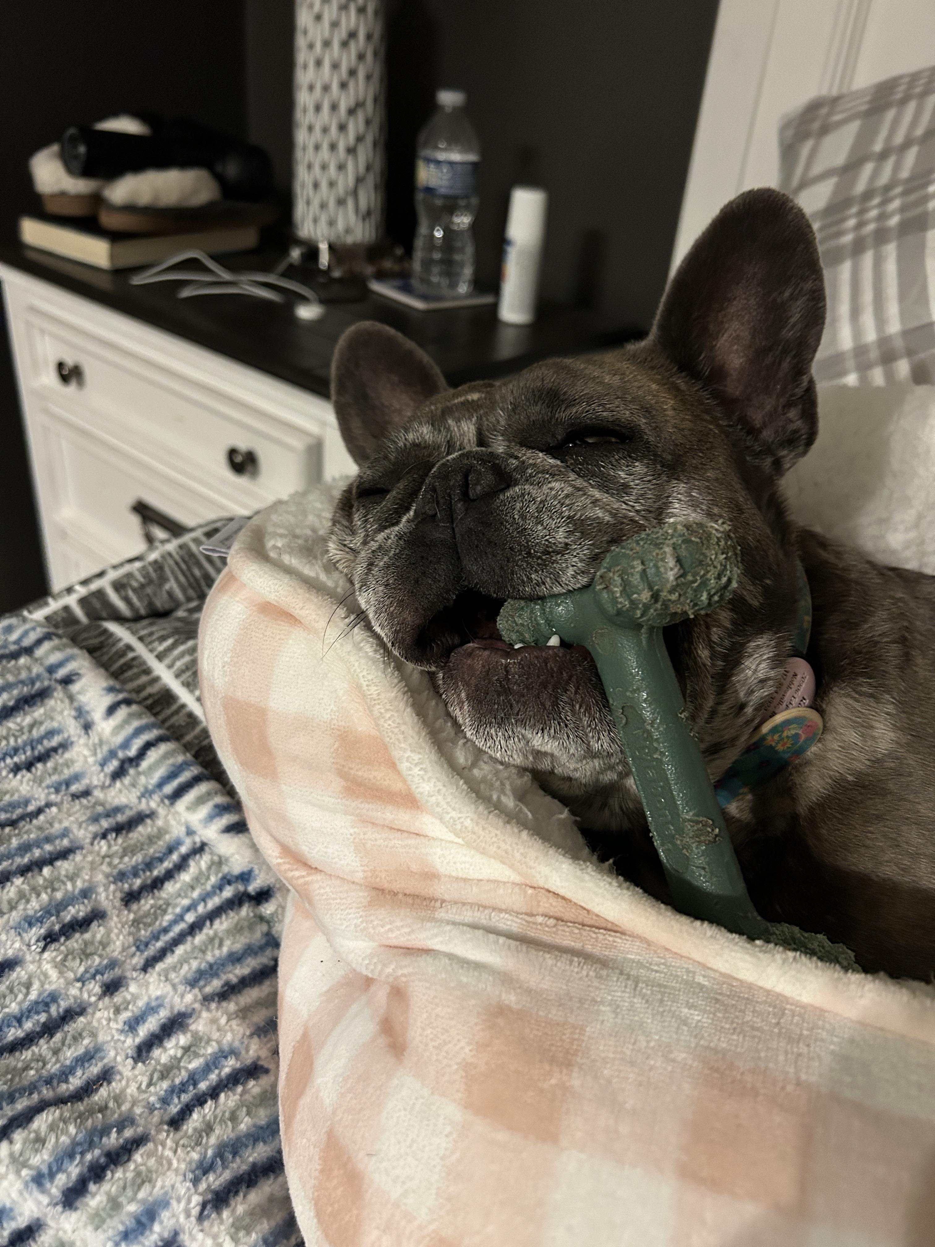My SIL’s dog has learned to prop her mouth open with dog toys so she can breathe better. | Scrolller