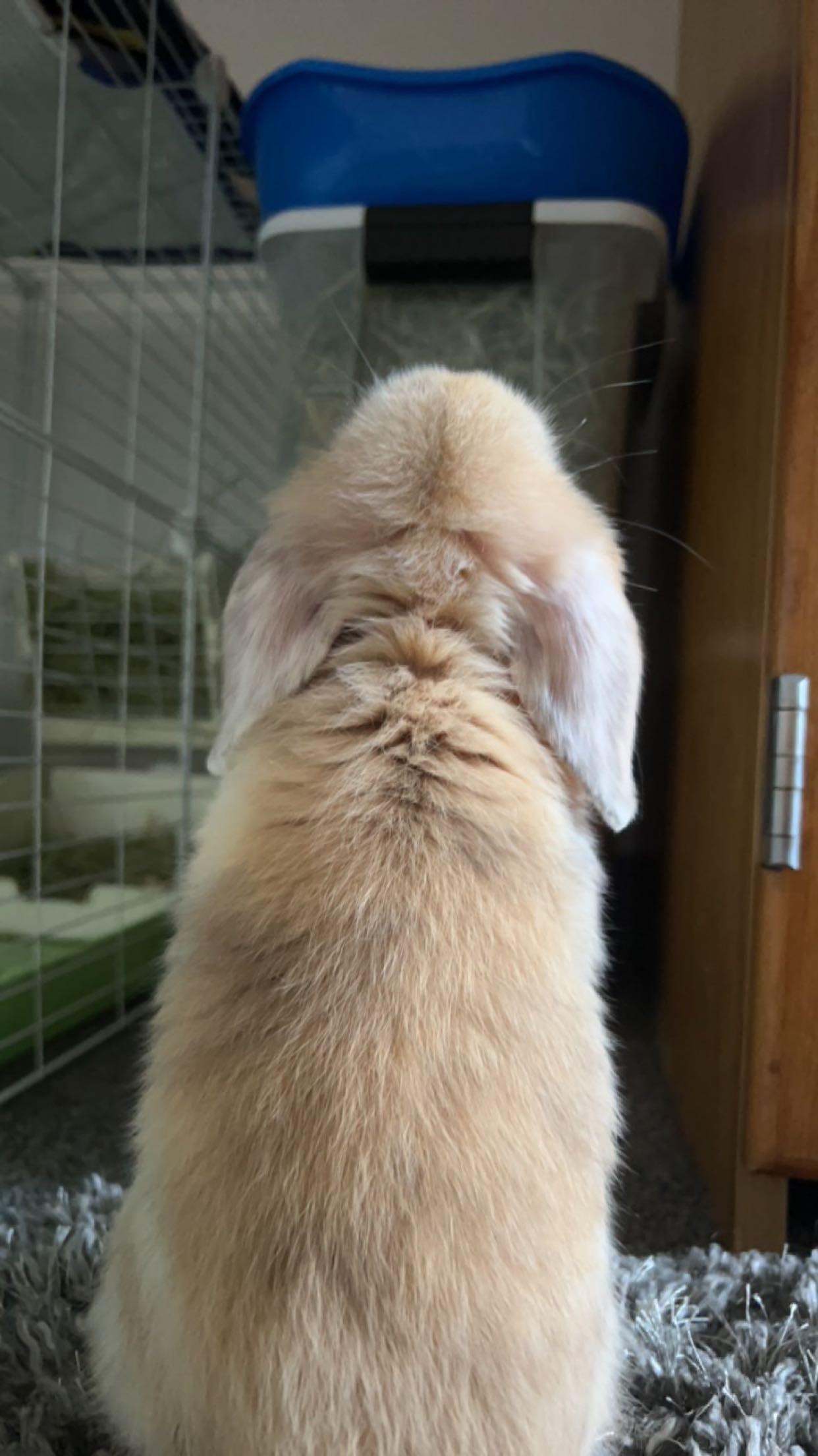 Meet archie! | Scrolller