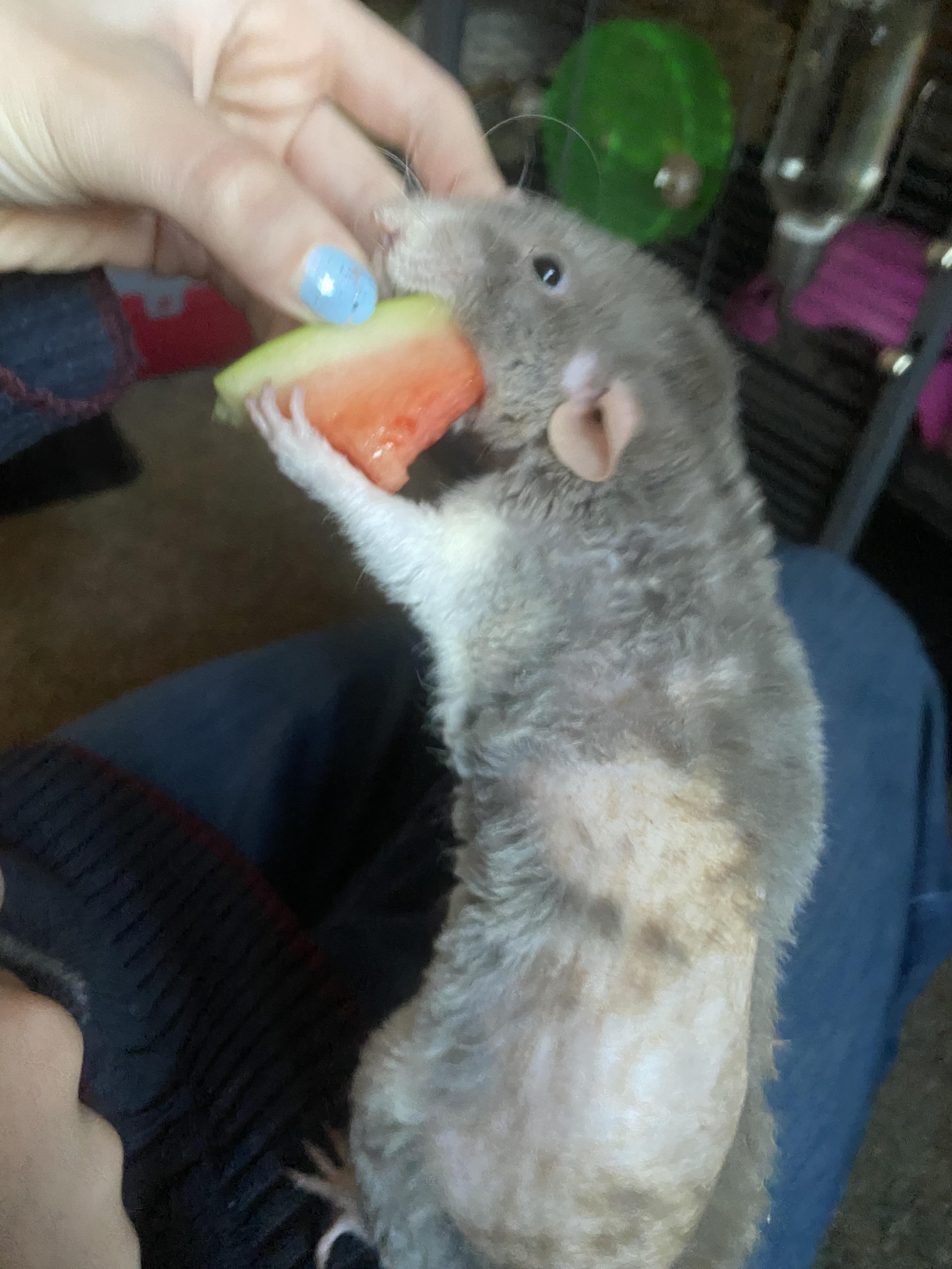 Watermelon!! | Scrolller