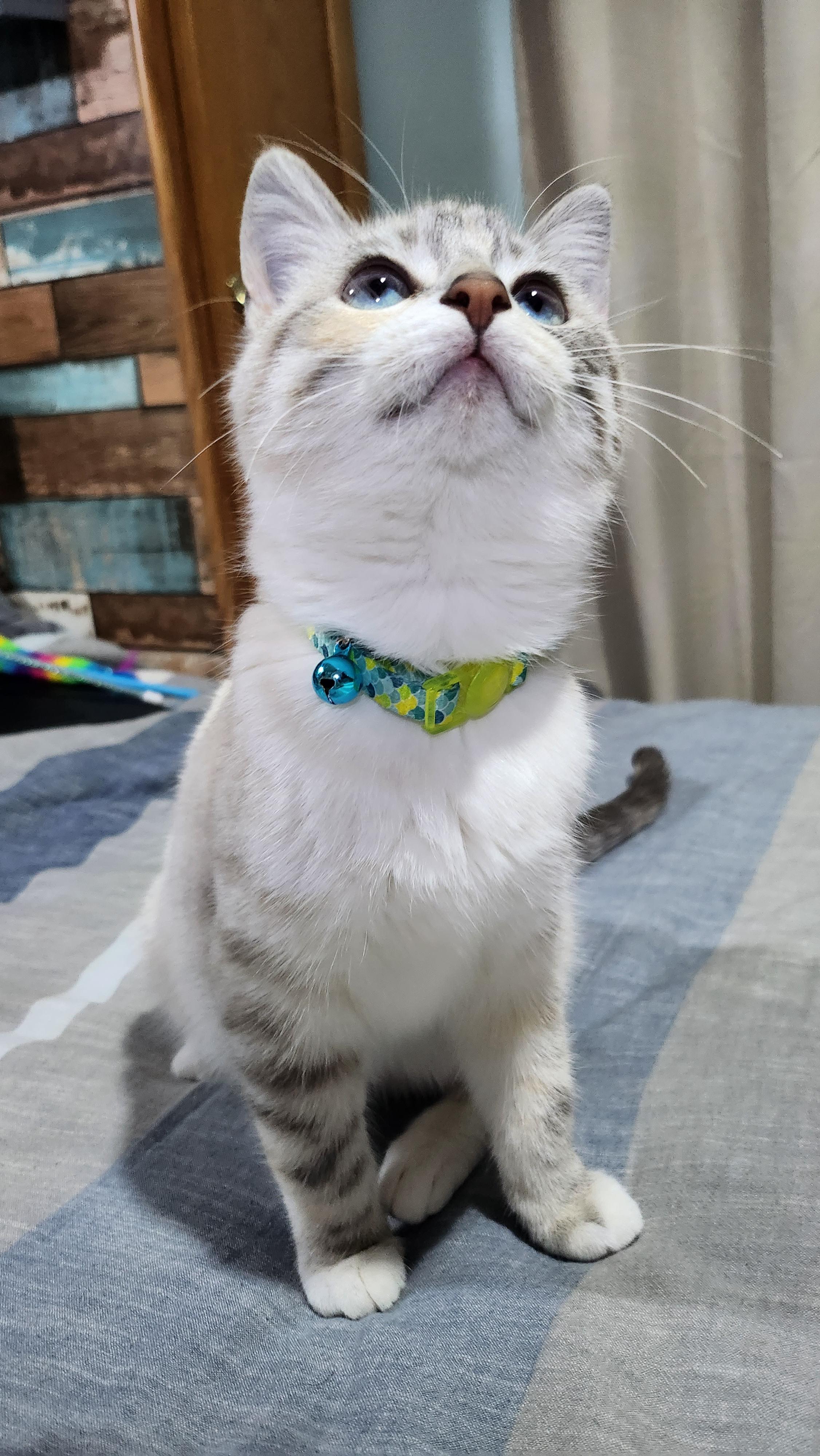 From A Hissing, Spitting, and Screaming Feral To A Happy, Well-Mannered, Chatty Kitten | Scrolller